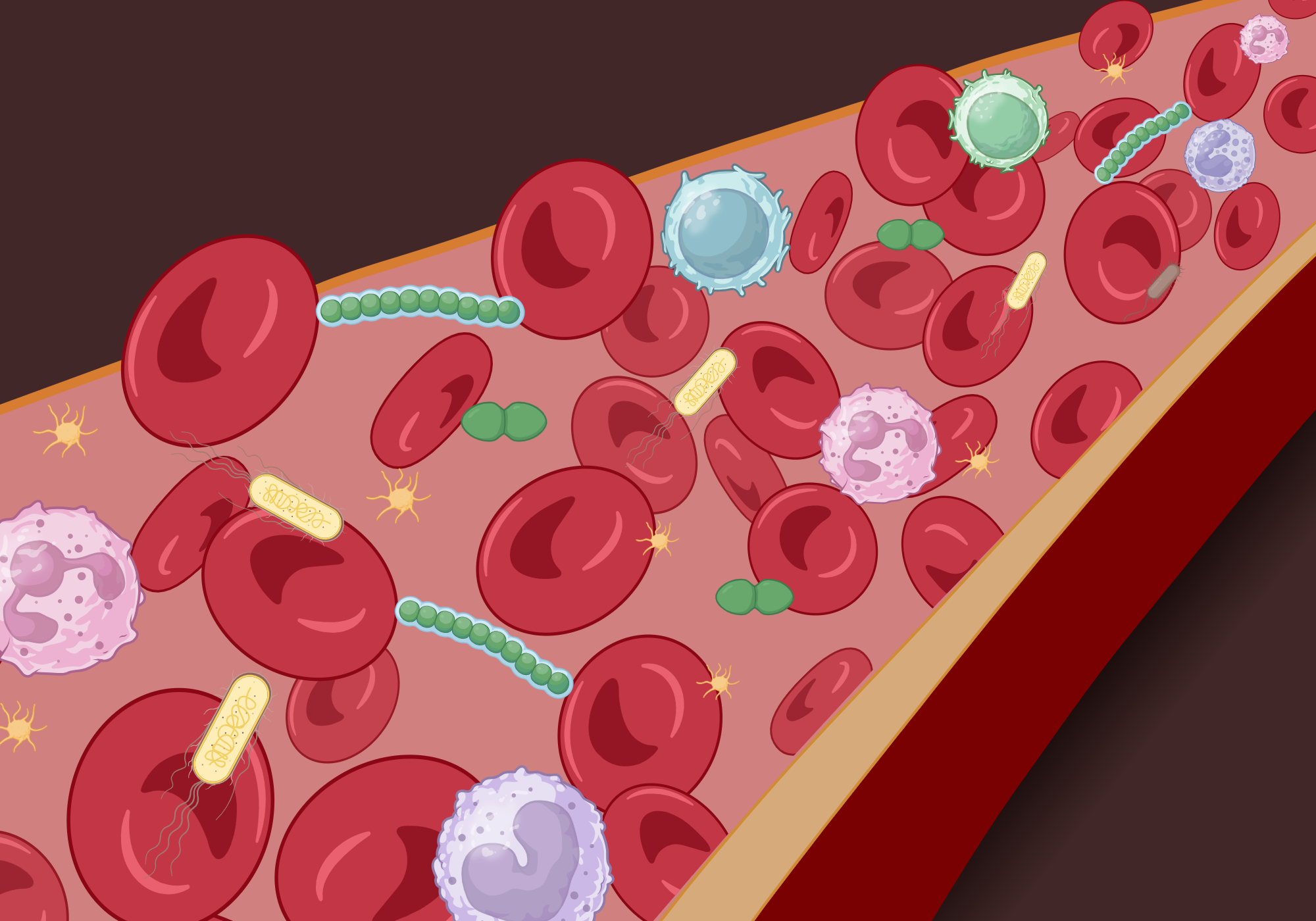 Bloodstream infection | BioRender Science Templates