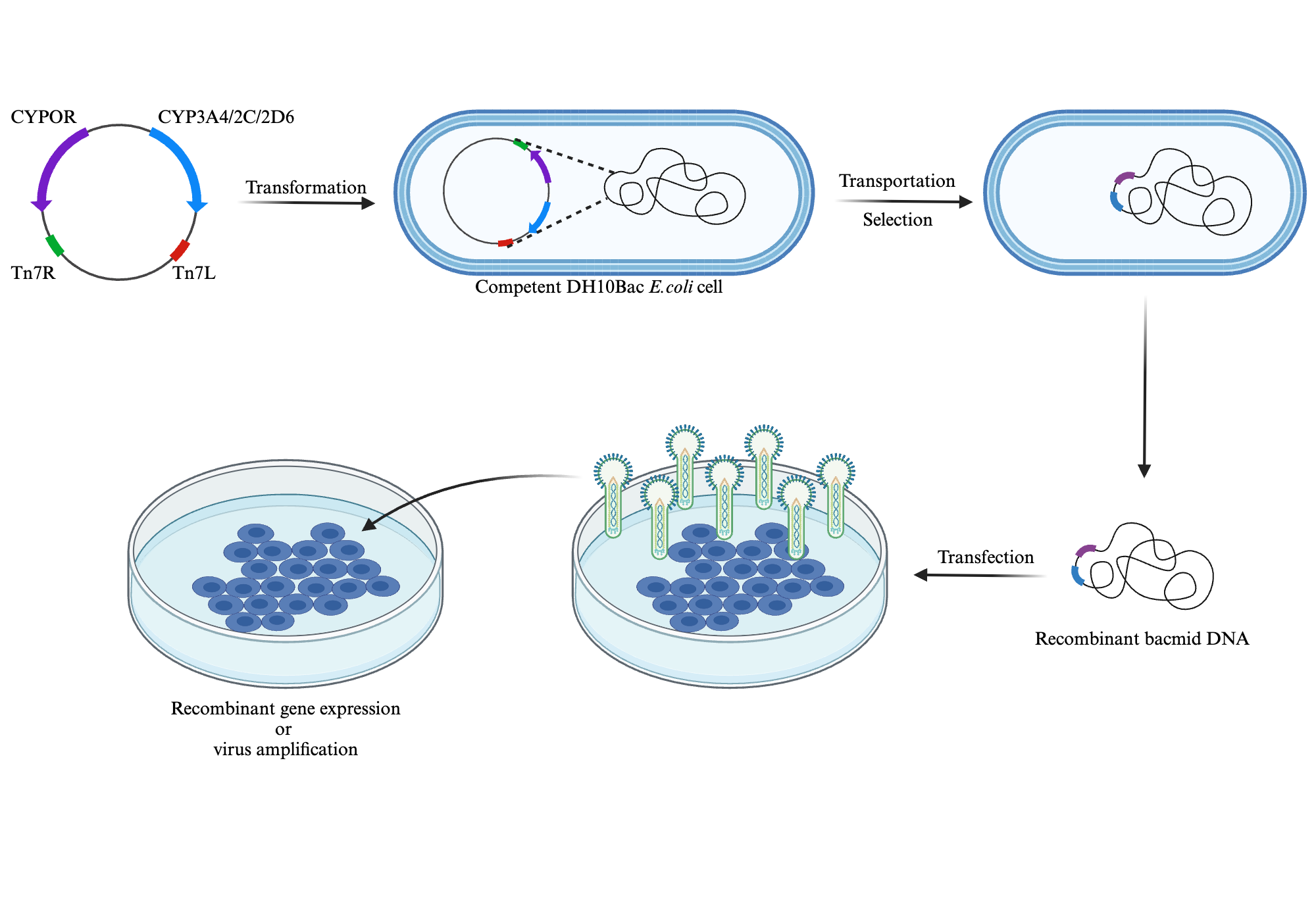 Bac-to-BacTM Baculovirus Expression System | BioRender Science Templates