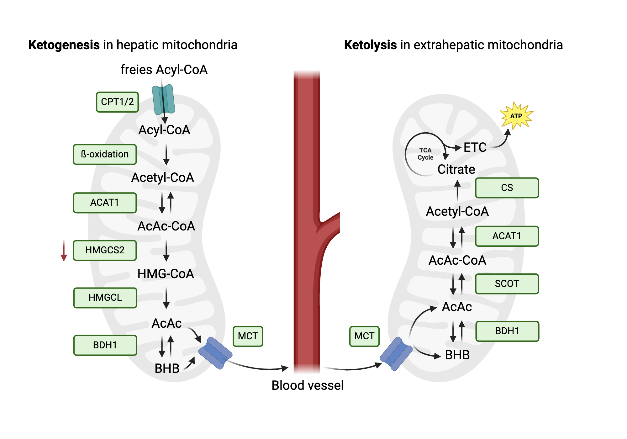 Ketegenesis and ketolysis pathways in hepatic mitochondria. | BioRender ...
