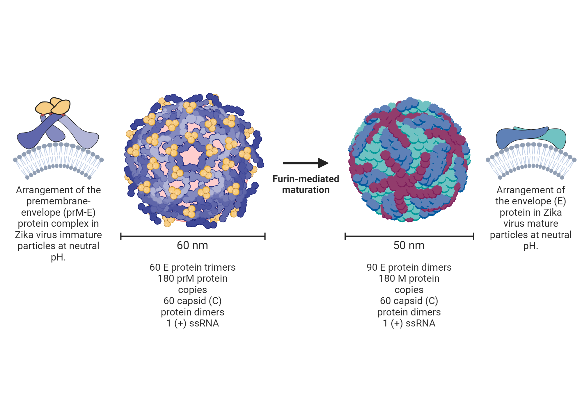 Zika Virus Immature and Mature Particles at Neutral pH | BioRender ...
