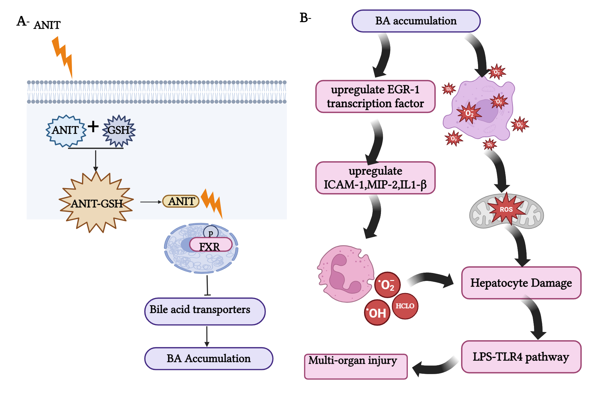 ANIT induced cholestasis | BioRender Science Templates