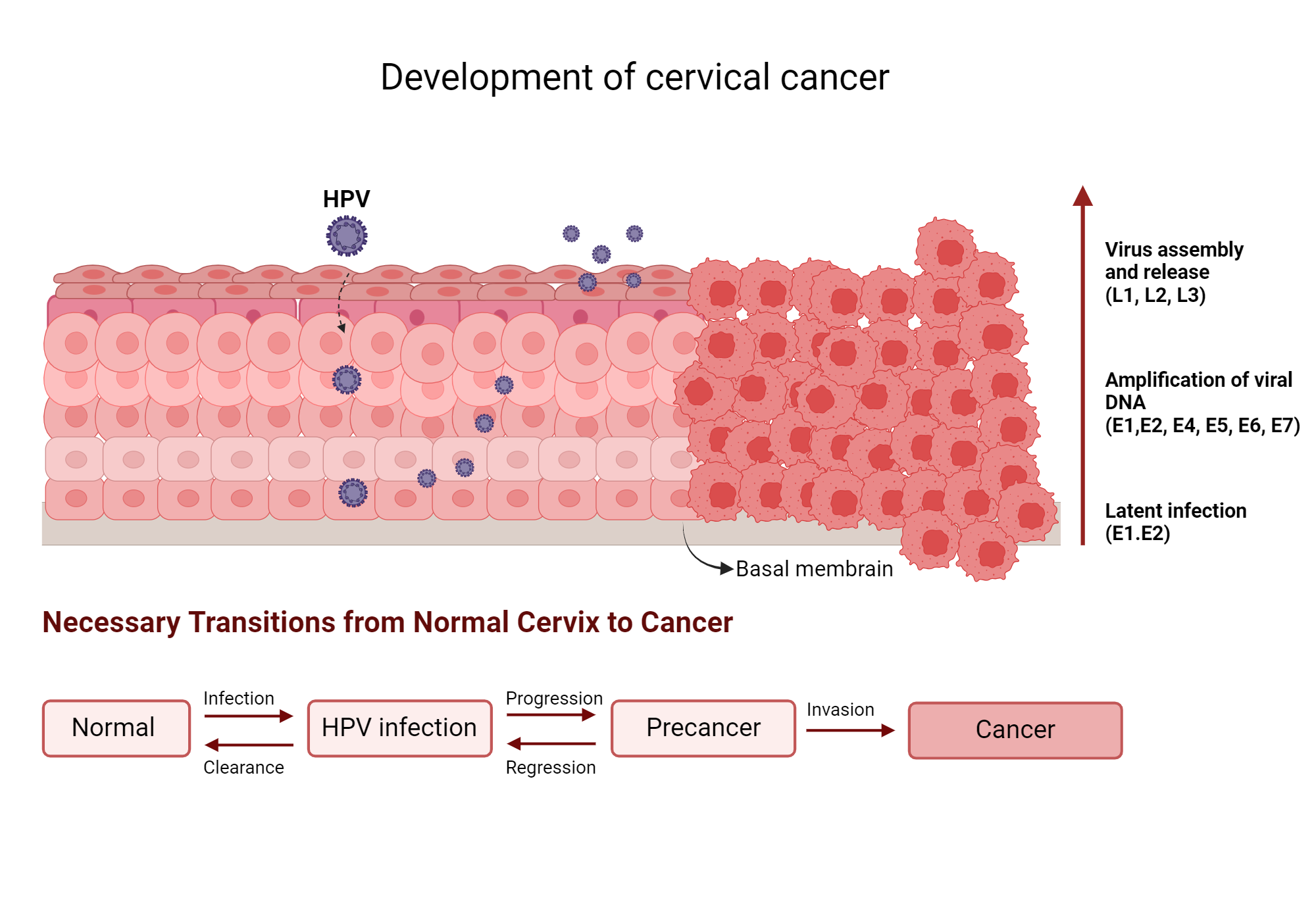 Development of cervical cancer | BioRender Science Templates