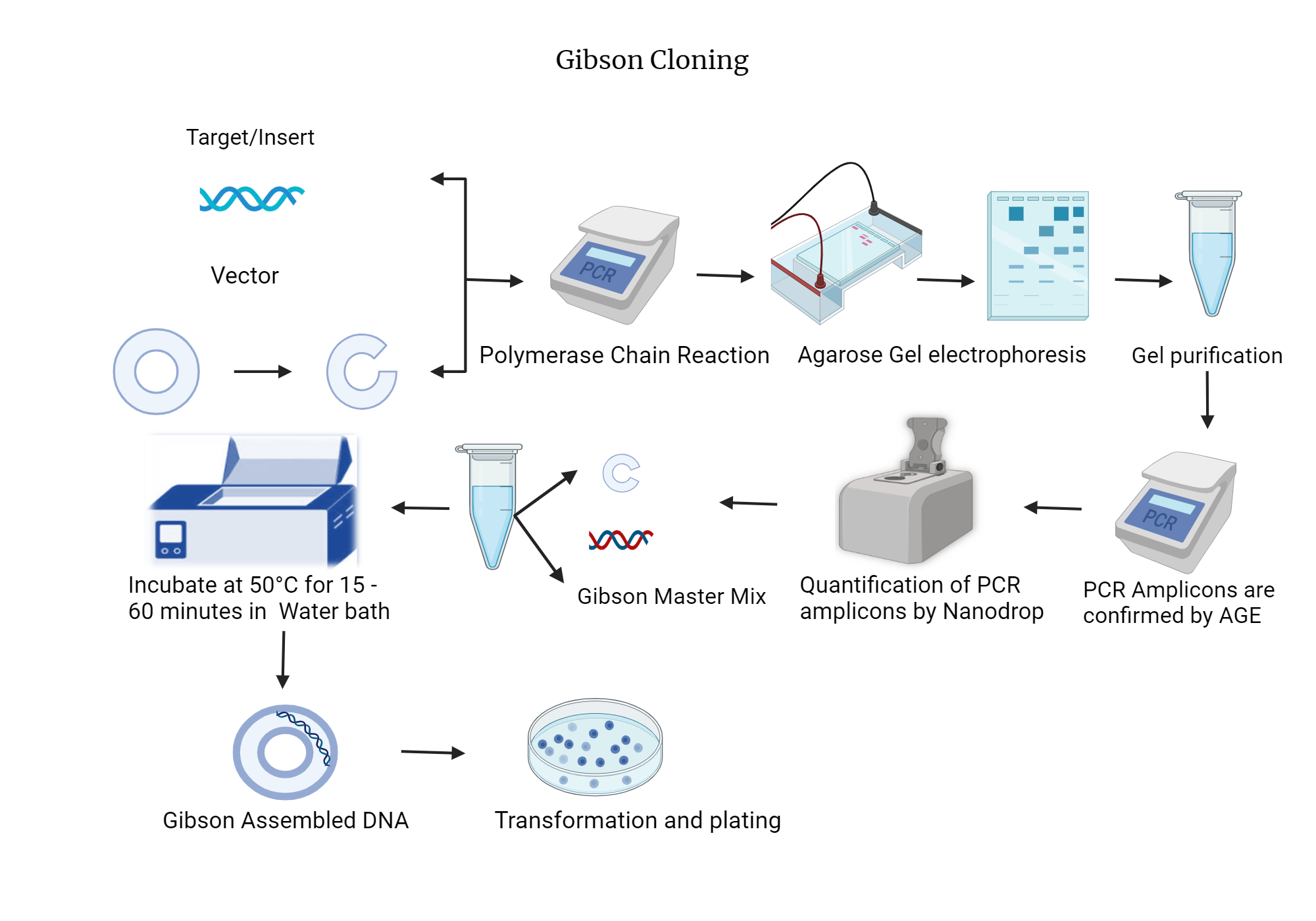 Gibson Assembly | BioRender Science Templates