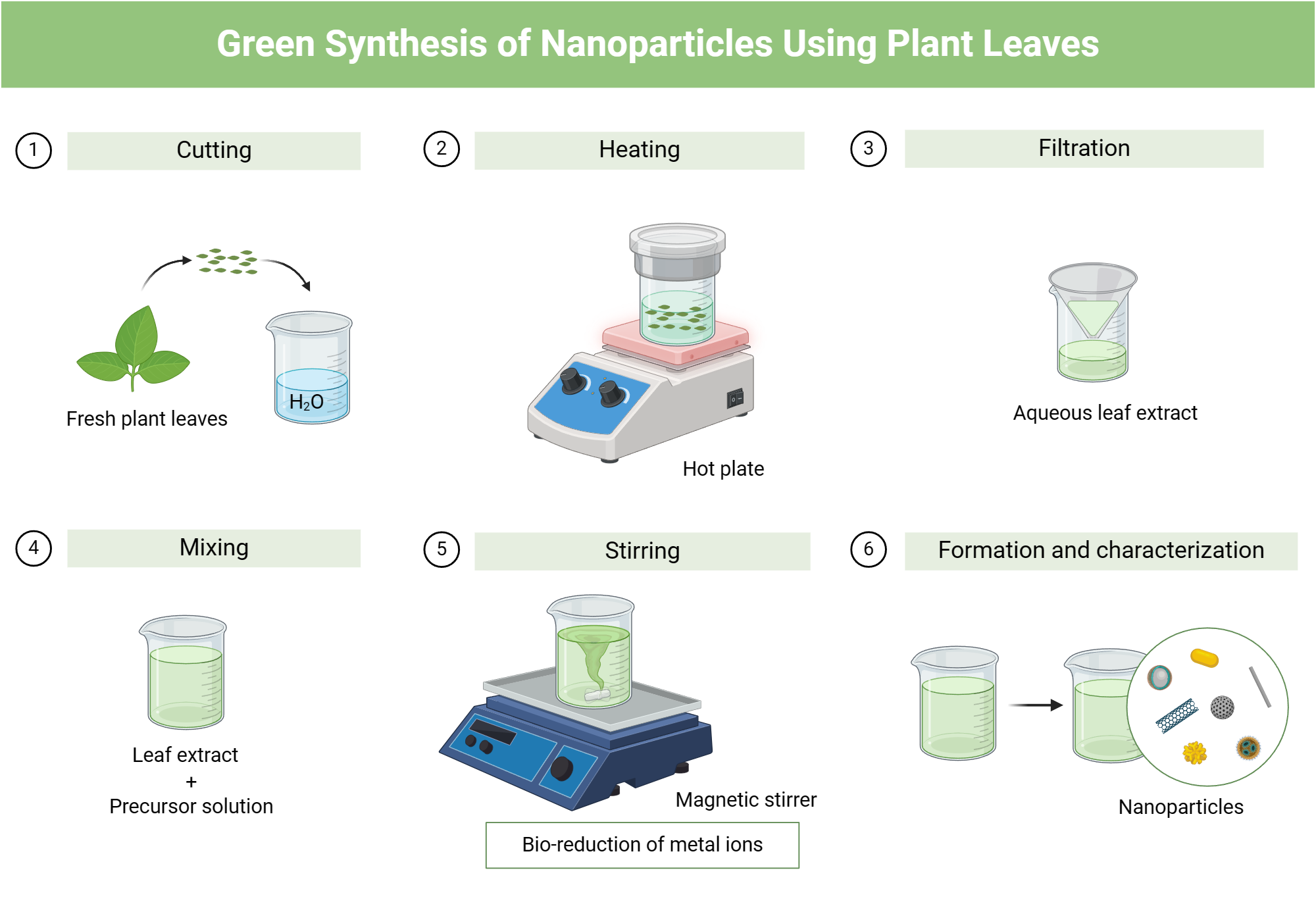 Green Synthesis of Nanoparticles Using Plant Leaves | BioRender Science ...