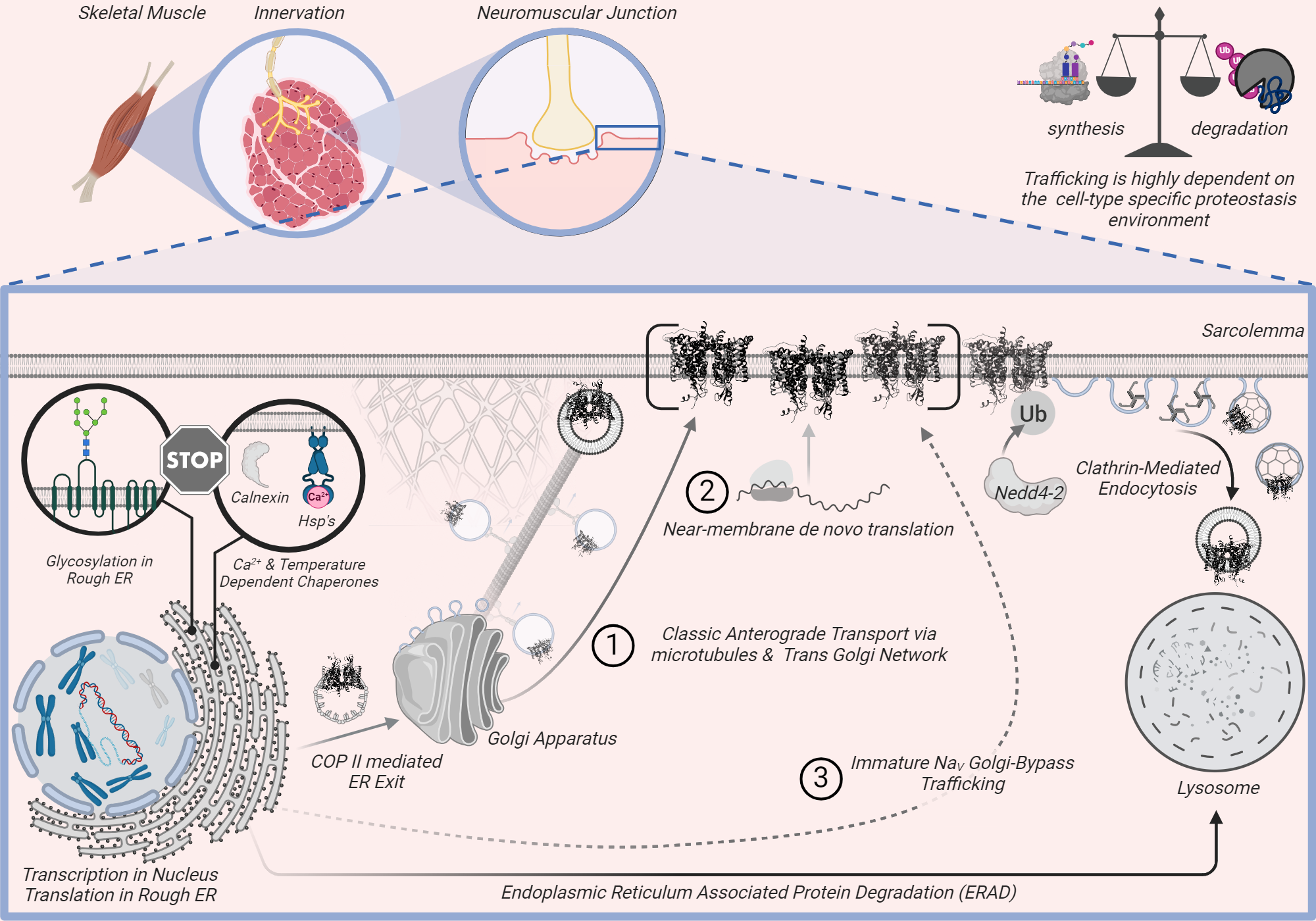 Skeletal Muscle Sodium Channel Trafficking Pathways | BioRender Science ...