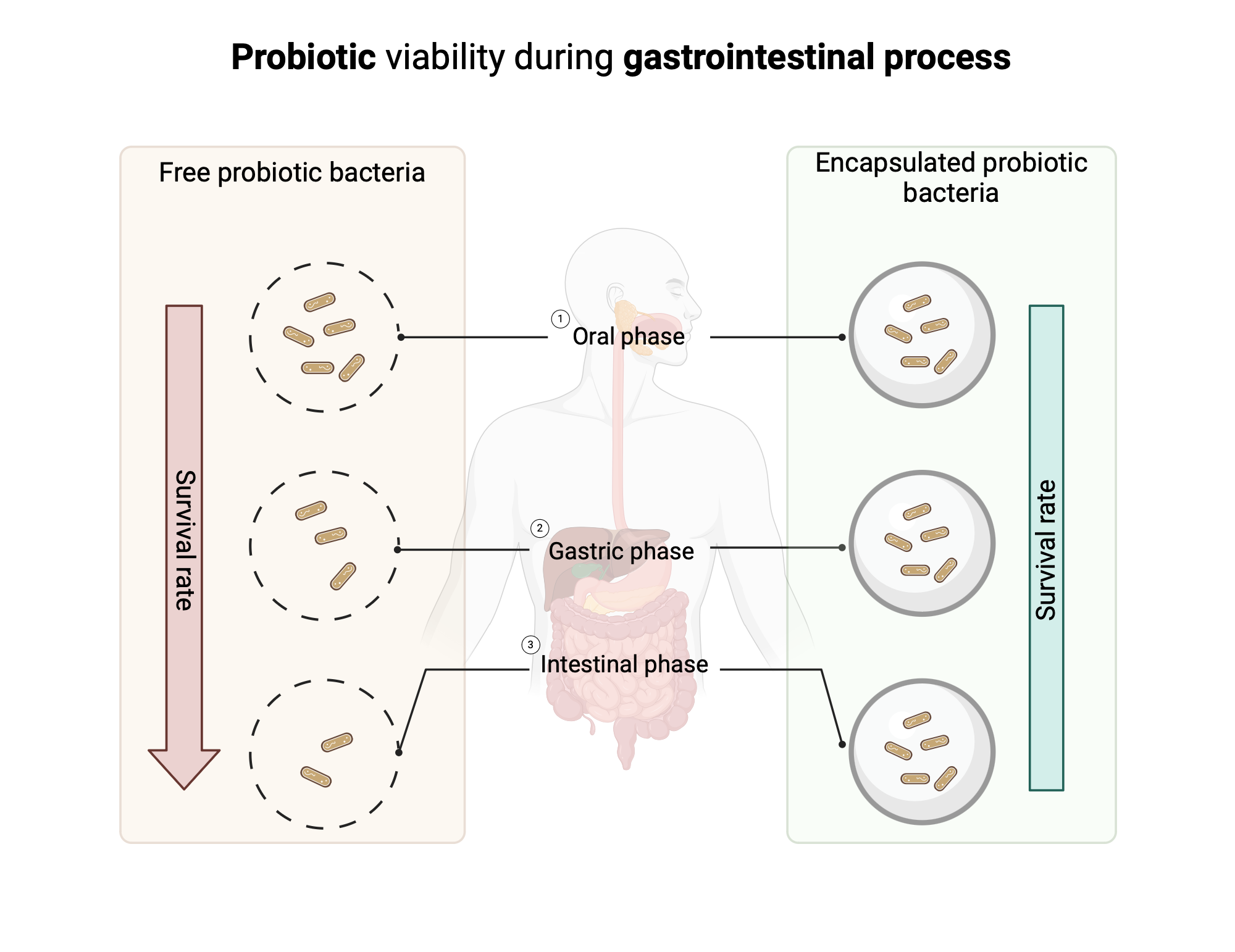 Encapsulation process effect of probiotic bacteria during ...
