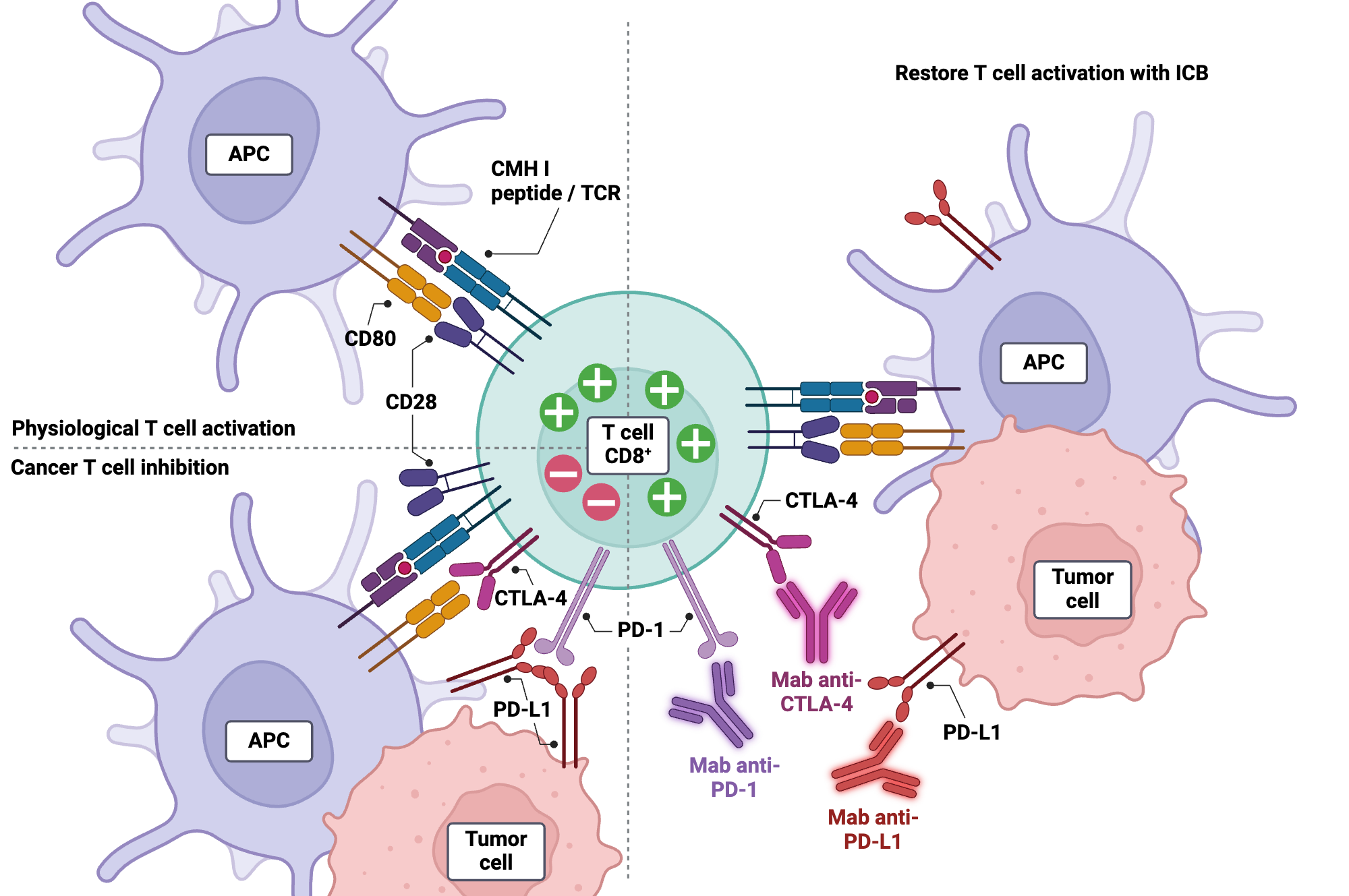 Mechanism of immune checkpoint blockers (ICB) in cancer | BioRender ...