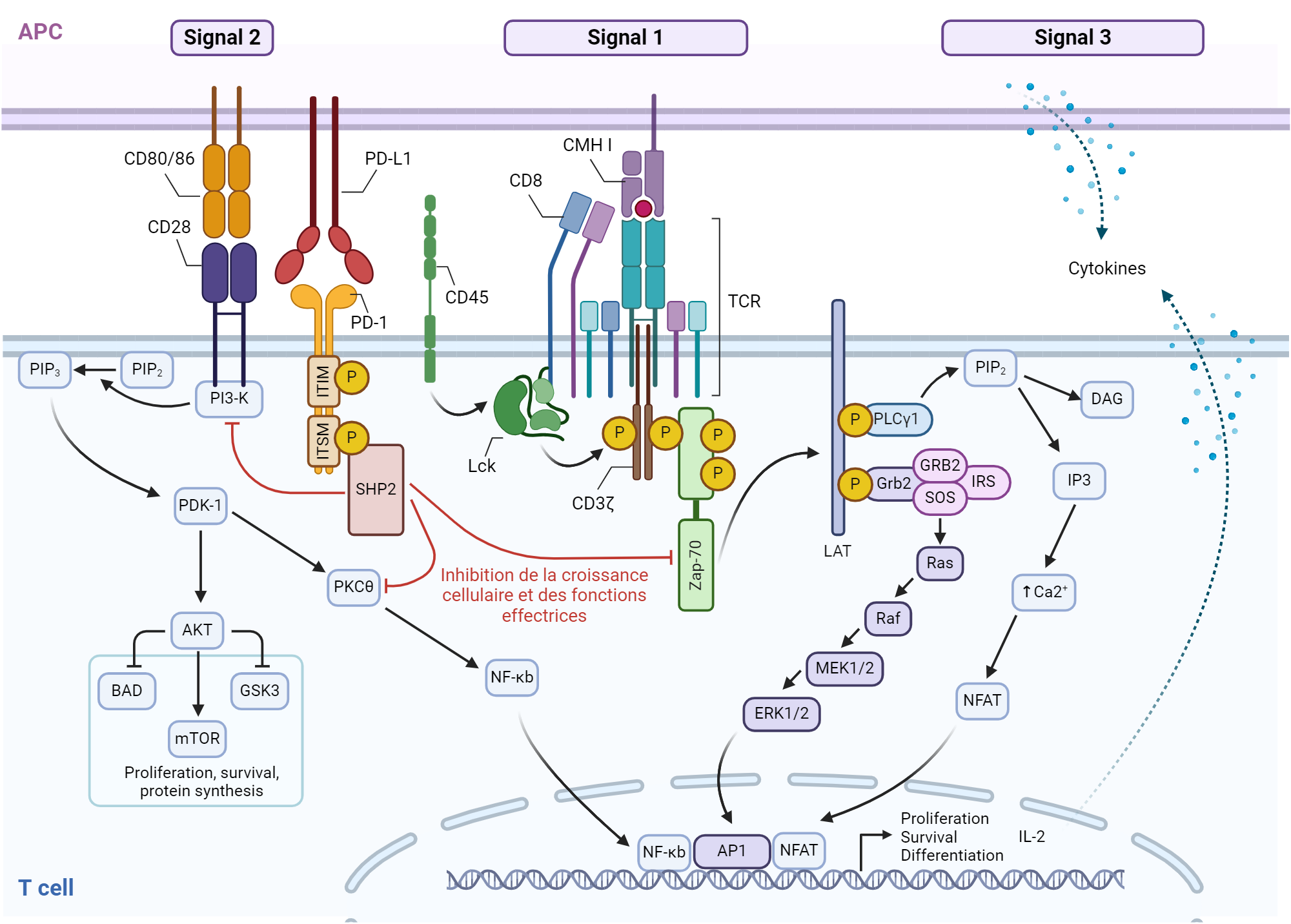 Activation Of T Cells And Inhibitory Signaling By Pd1 Engagement