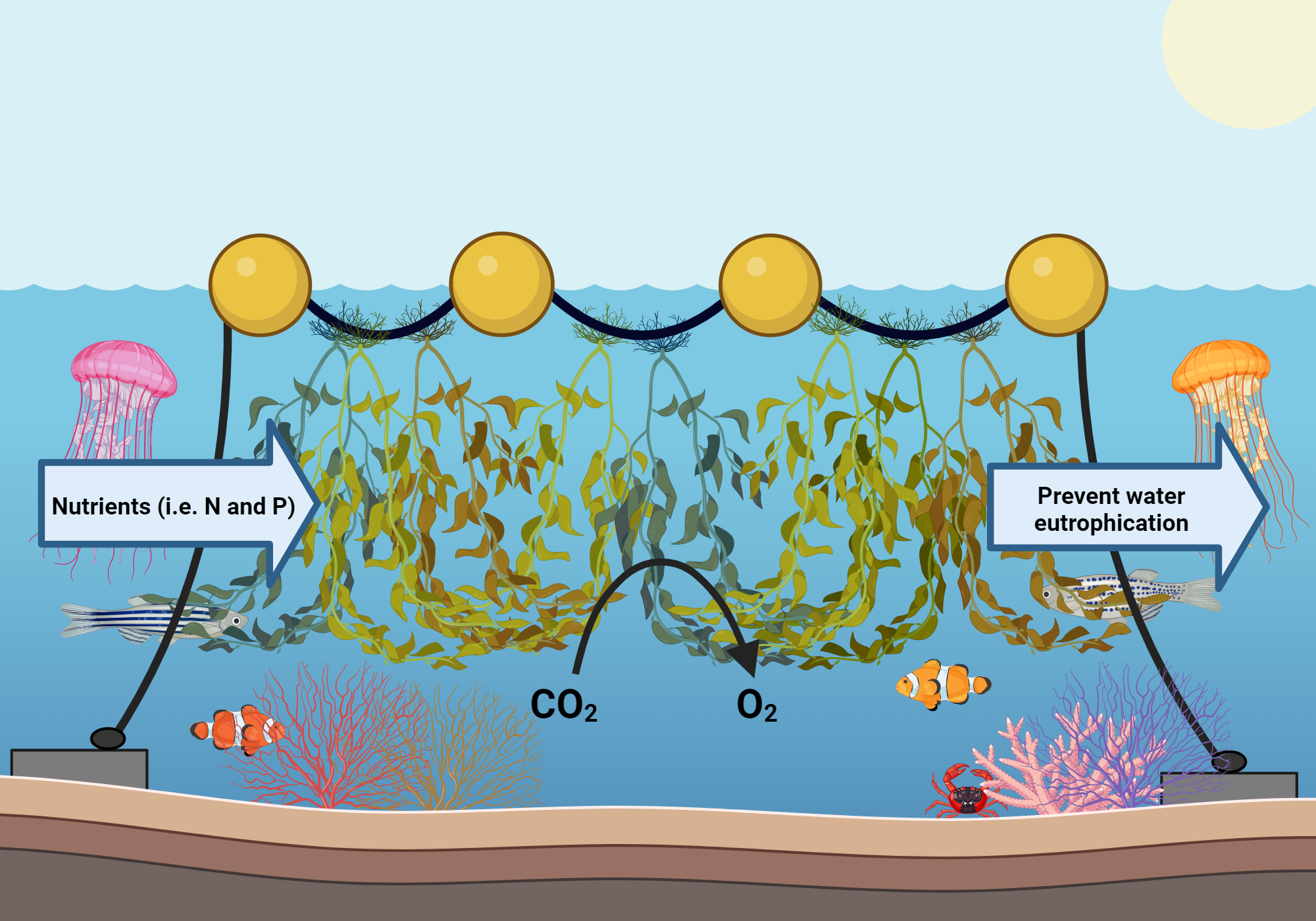 Offshore Seaweed Farm | BioRender Science Templates