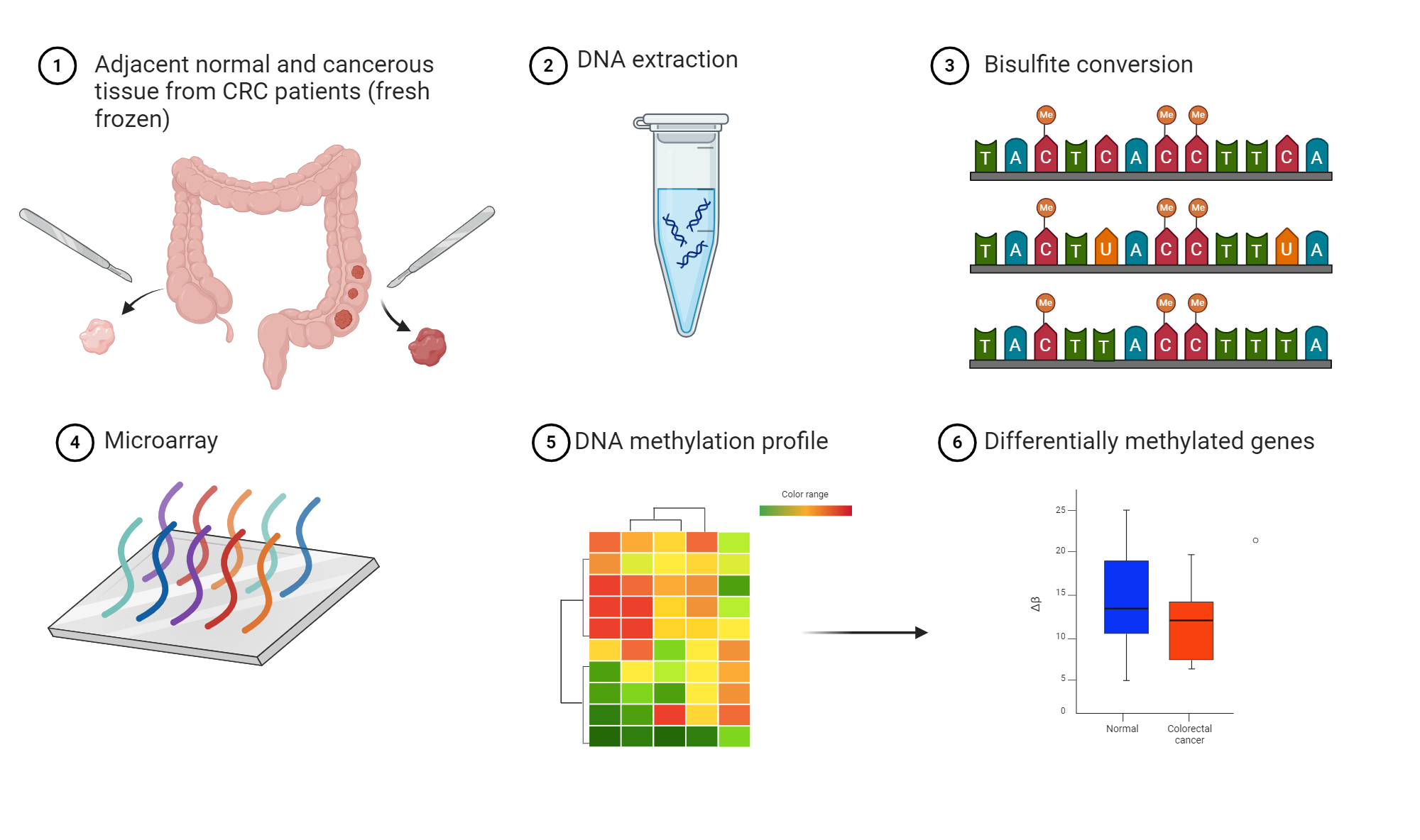 Methylation microarray from fresh frozen tissues | BioRender Science ...