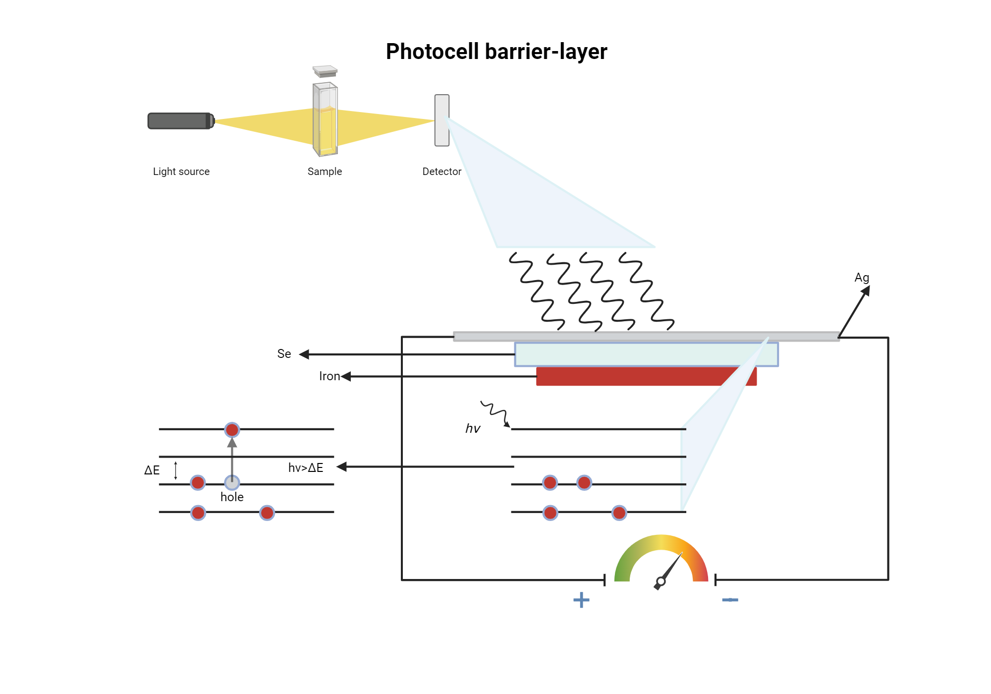 Photocell barrier-layer | BioRender Science Templates