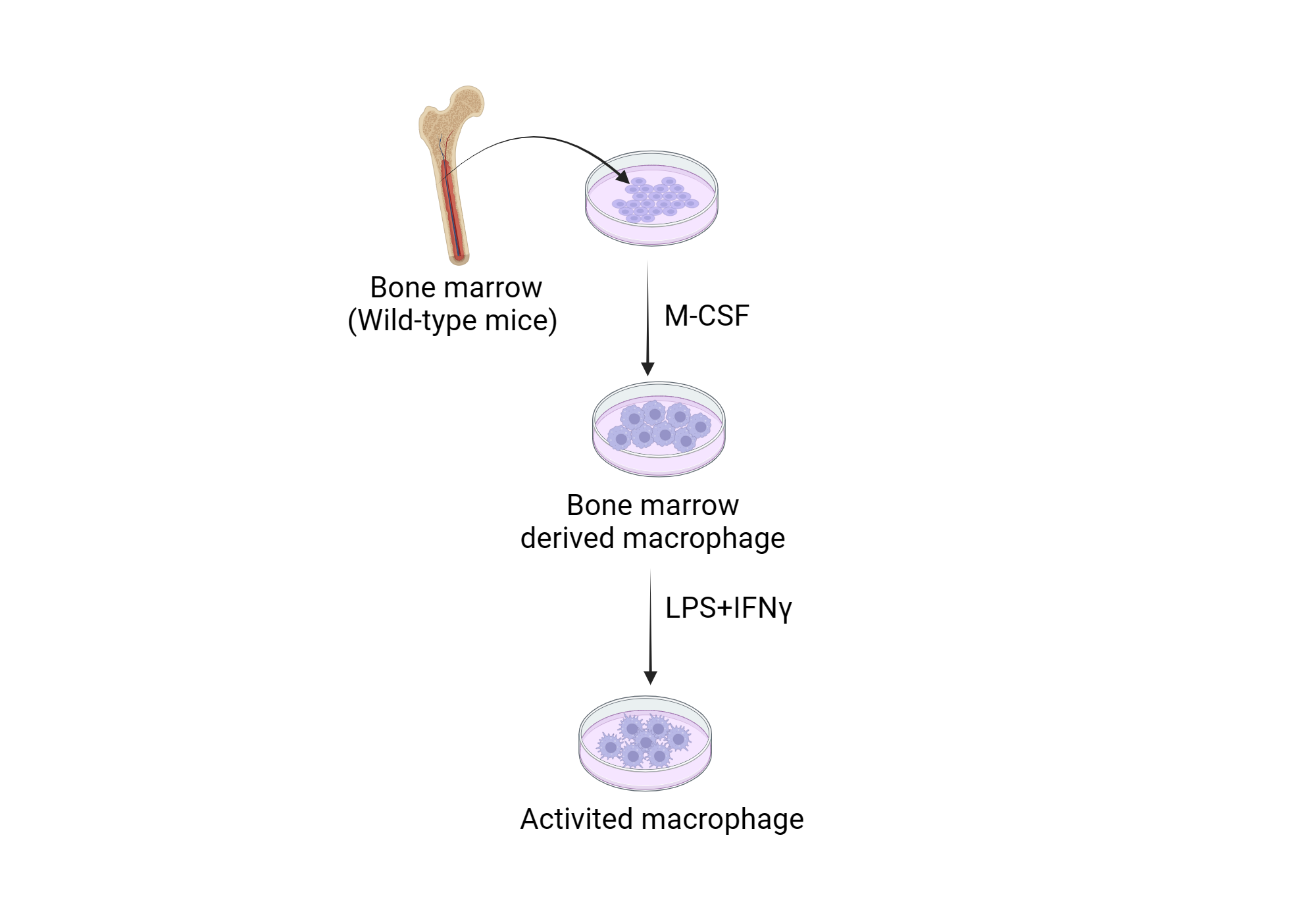 Bone marrow derived macrophage (BMDM) | BioRender Science Templates