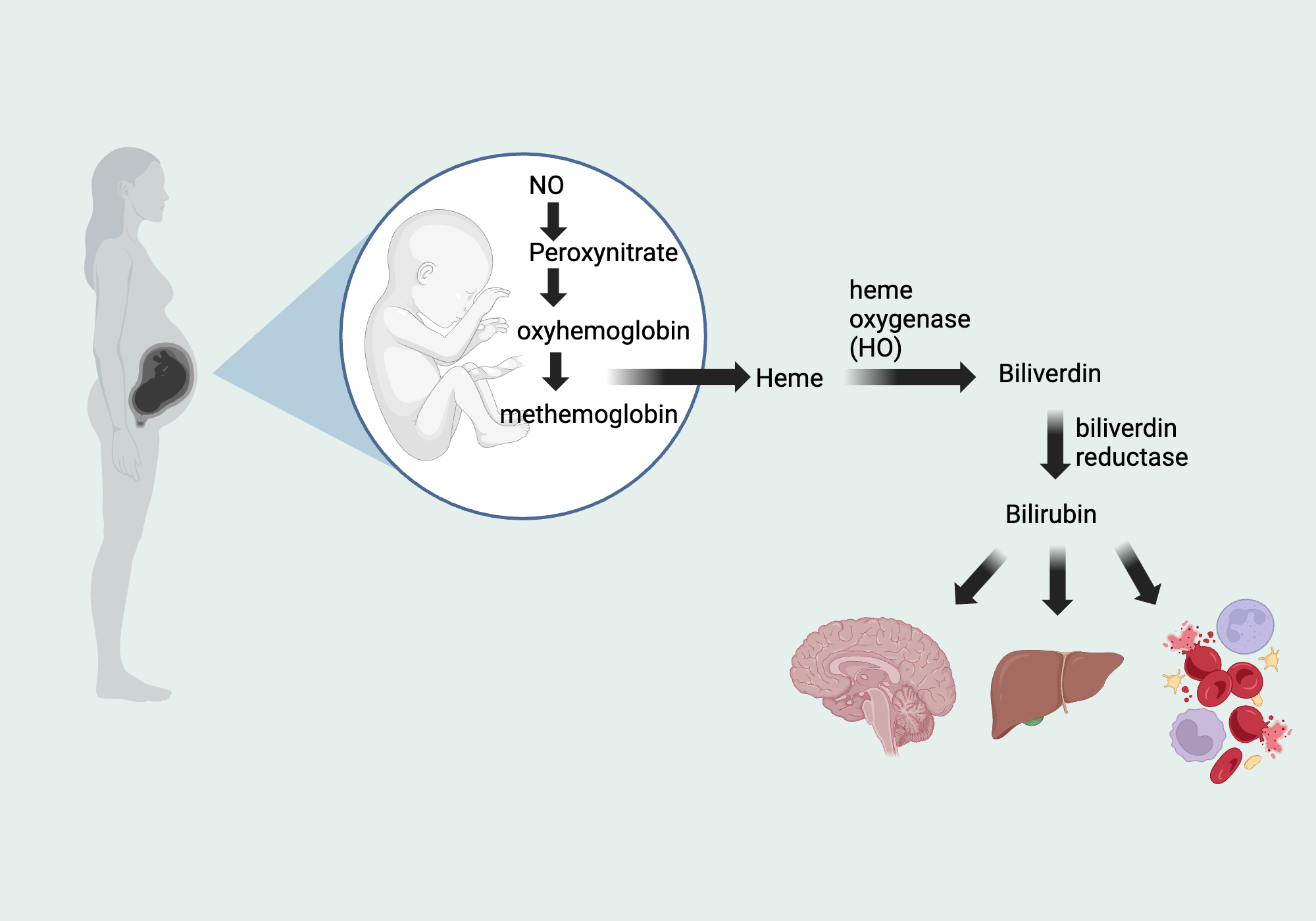 methemoglobinemia in fetus | BioRender Science Templates