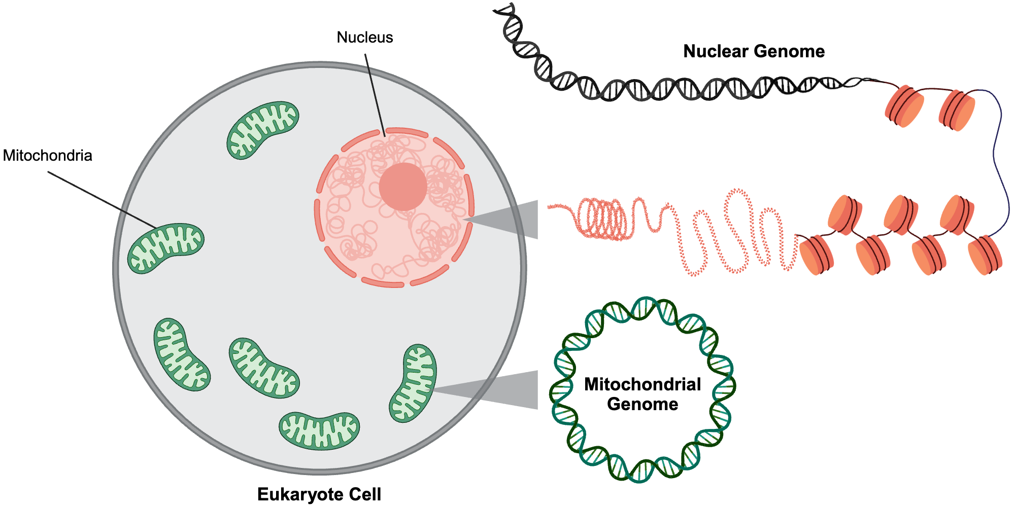 eukaryote cells' genomes | BioRender Science Templates