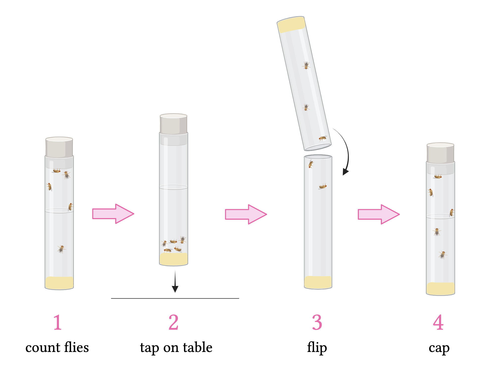 Drosophila Longevity Assay | BioRender Science Templates