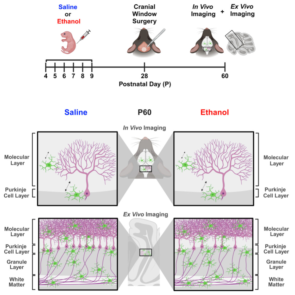 How a Neuroscientist Uses Figures to Distill Complex Research Topics | BioRender