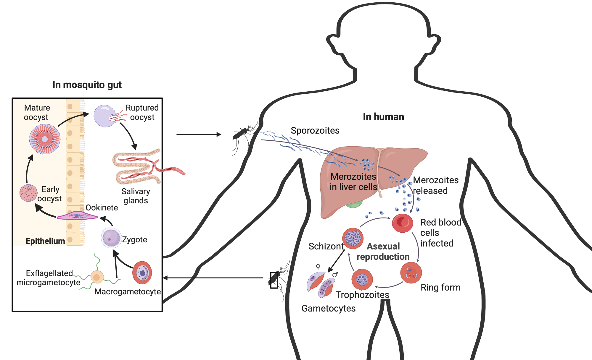 Plasmodium Falciparum Whole Life Cycle Biorender Science Templates 6390