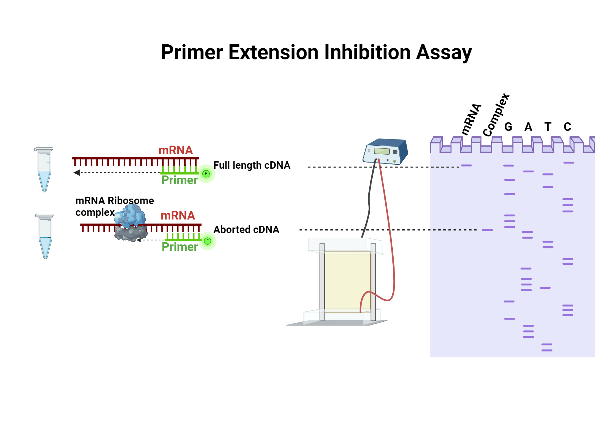 Primer Extension Inhibition Assay Toeprinting Biorender Science Templates