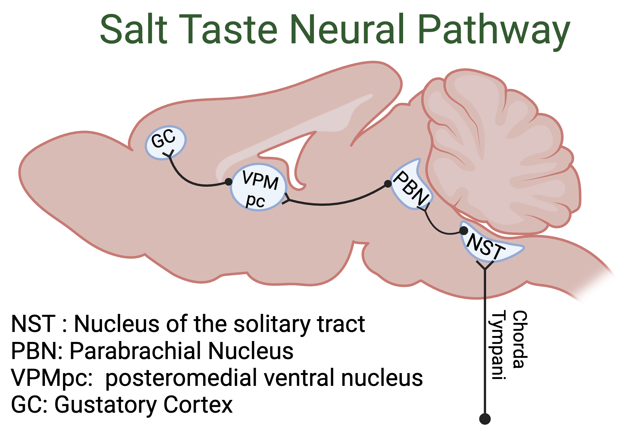 Salt Taste Brain Pathway | BioRender Science Templates
