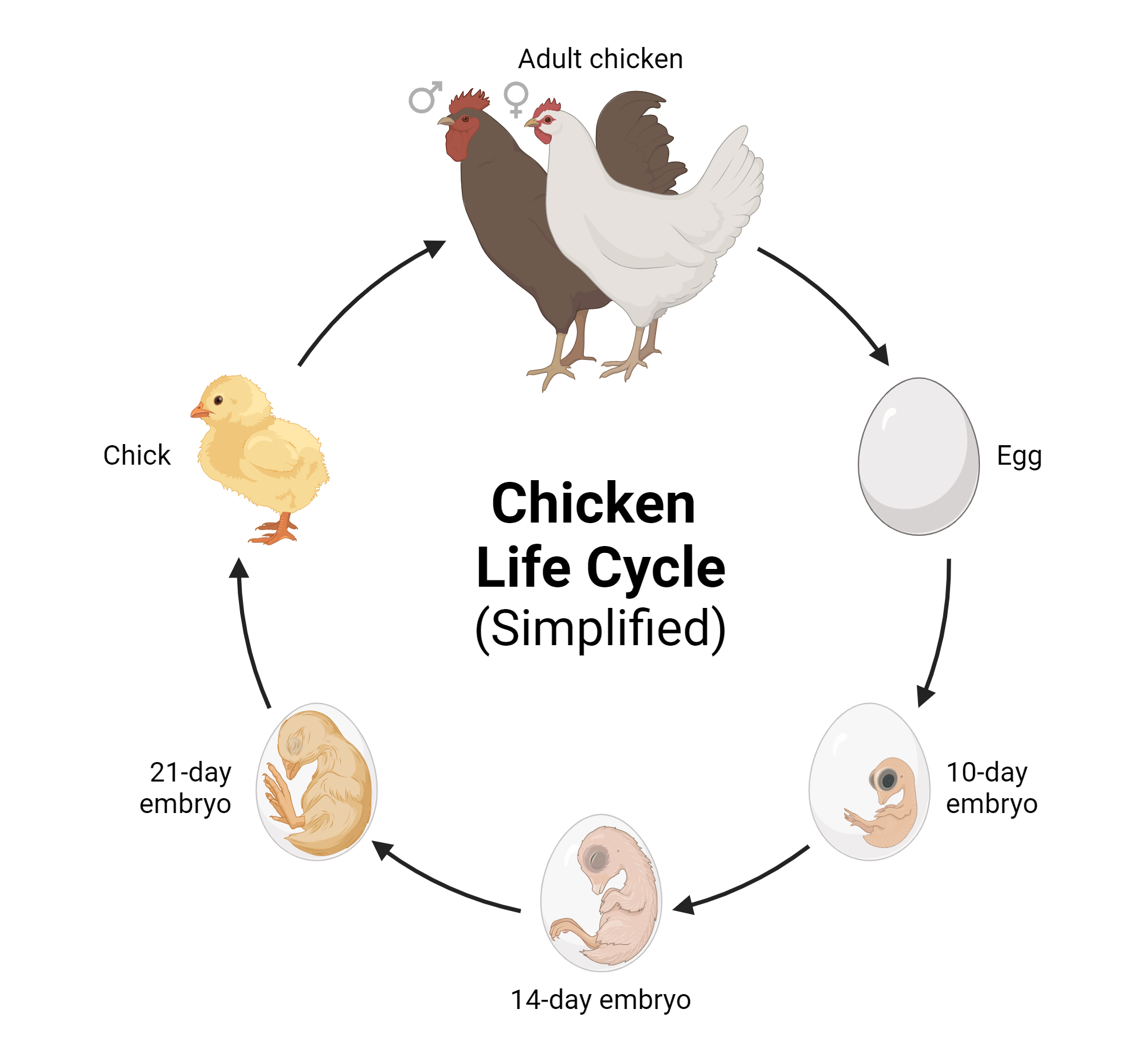 Chicken Life Cycle (Simplified) | BioRender Science Templates