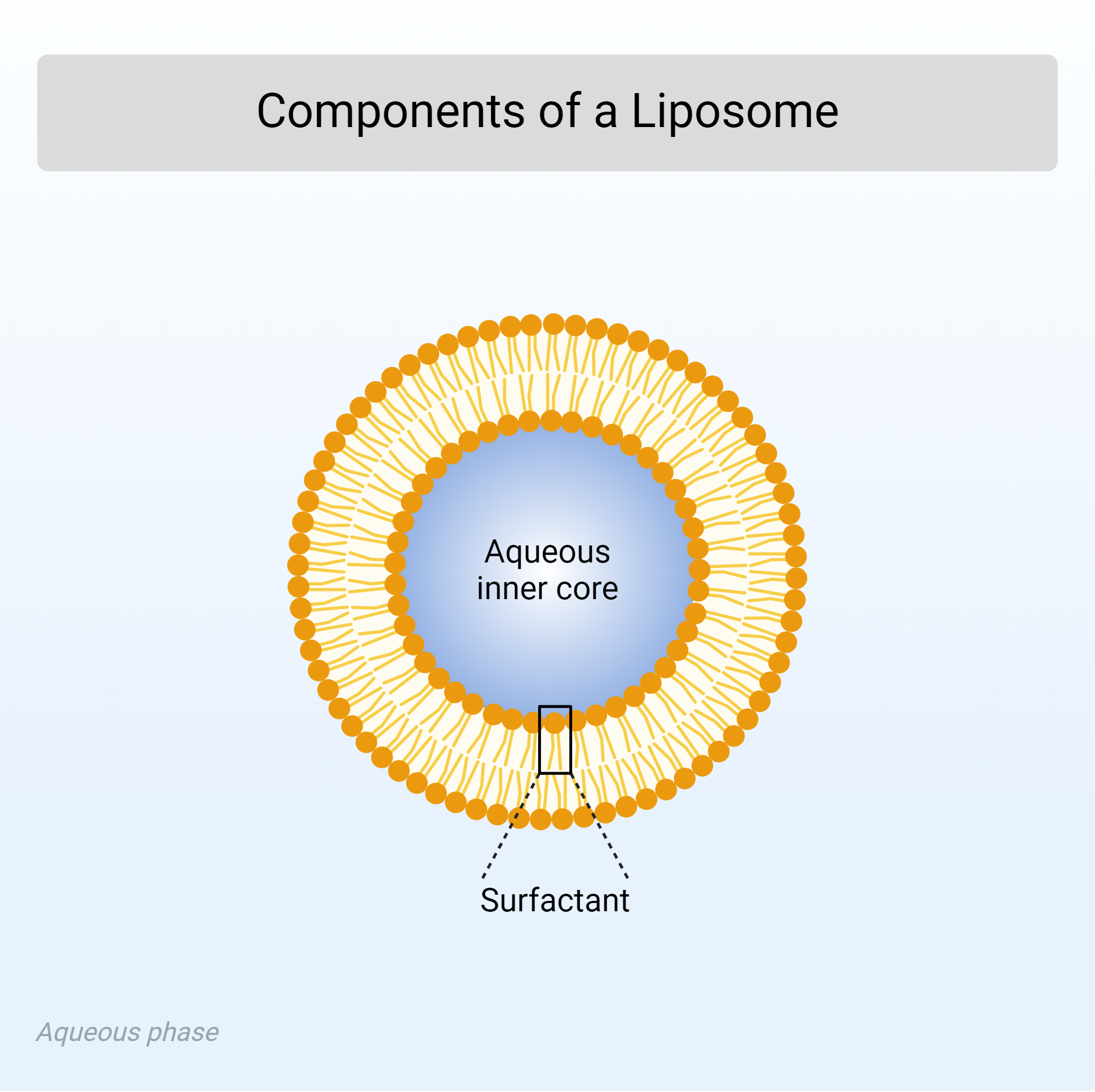 Components of a Liposome | BioRender Science Templates