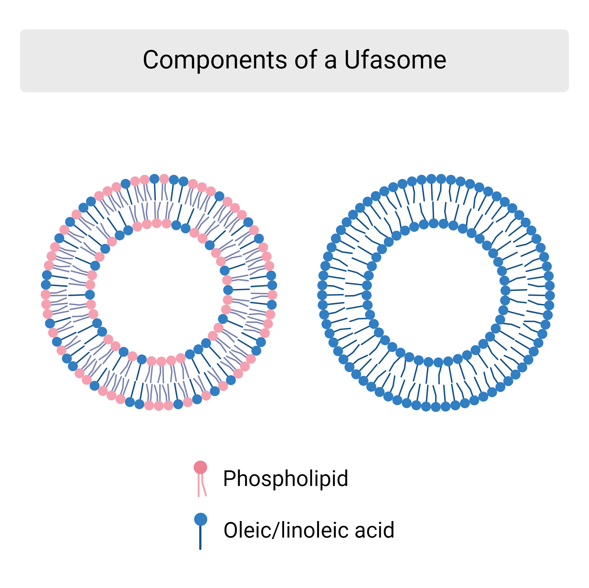Components of a Ufasome | BioRender Science Templates