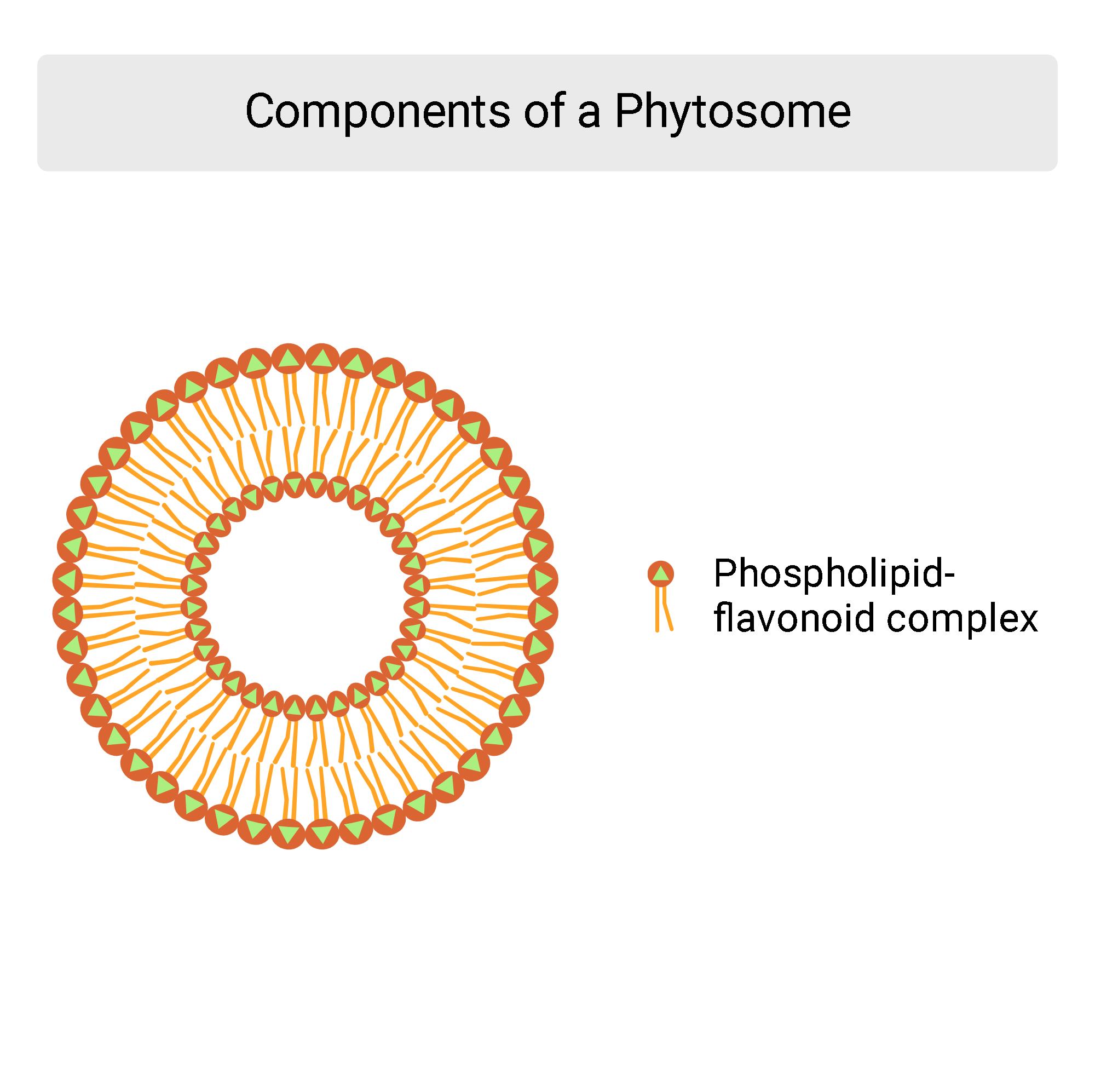 Components of a Phytosome | BioRender Science Templates