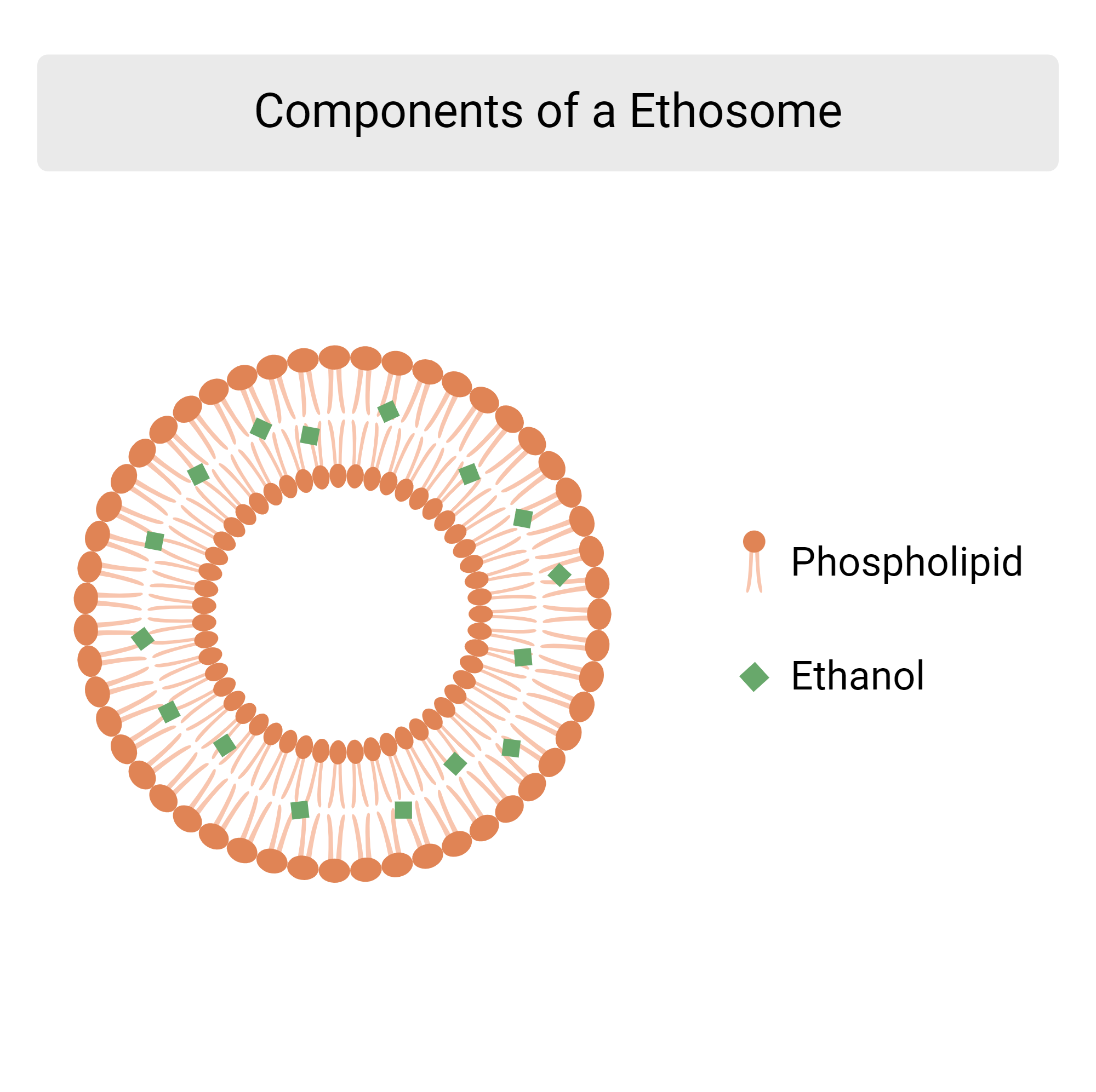 Components of a Ethosome | BioRender Science Templates