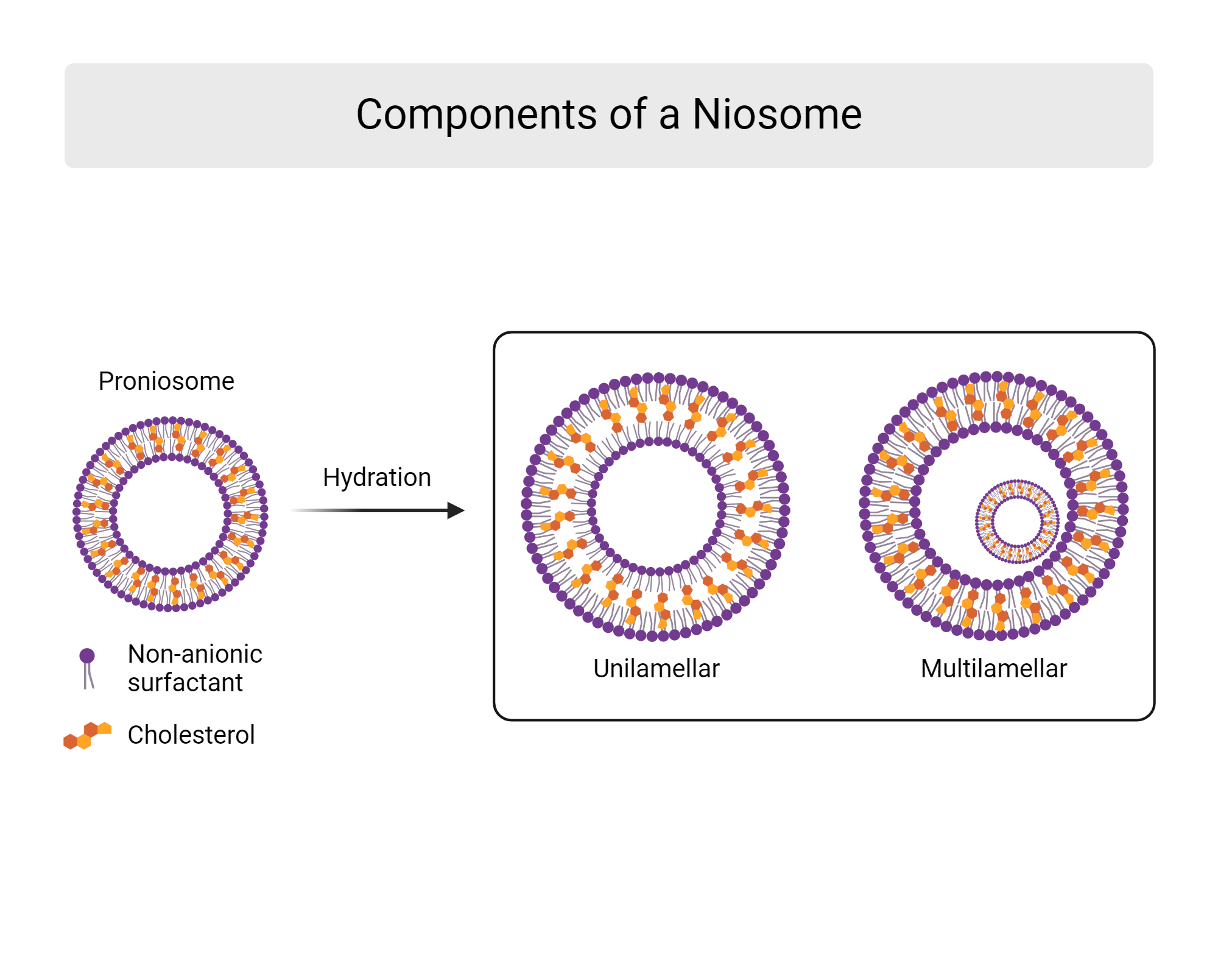 Components of a Niosome | BioRender Science Templates
