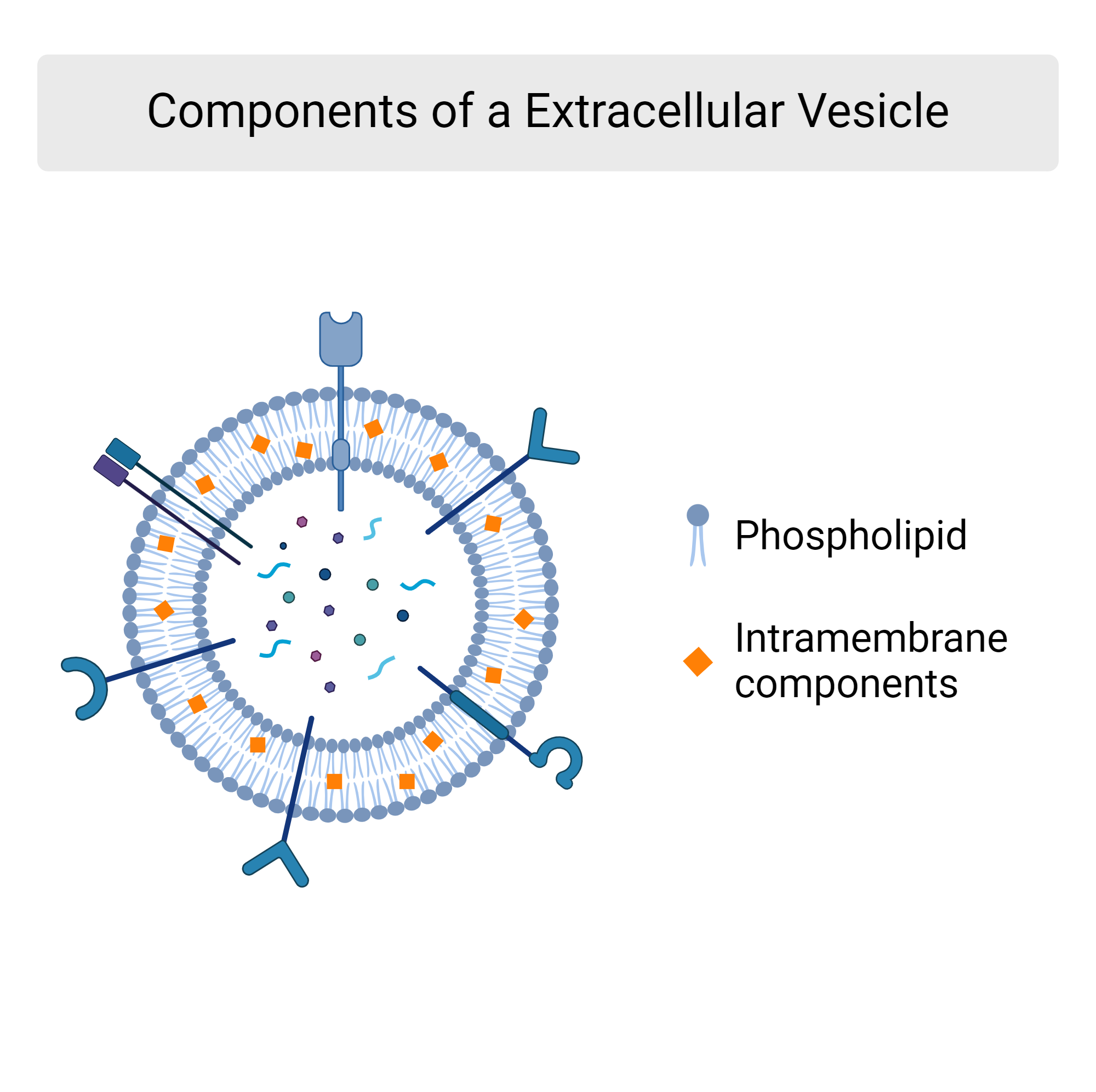 Components of a Extracellular Vesicle | BioRender Science Templates