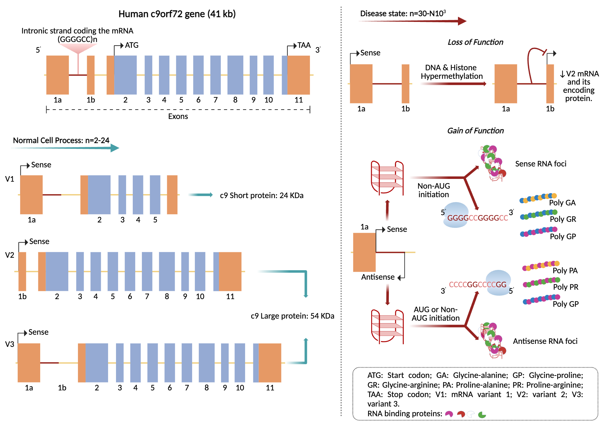 c9orf72 gene and it's HRE associated pathophysiology in ALS | BioRender ...