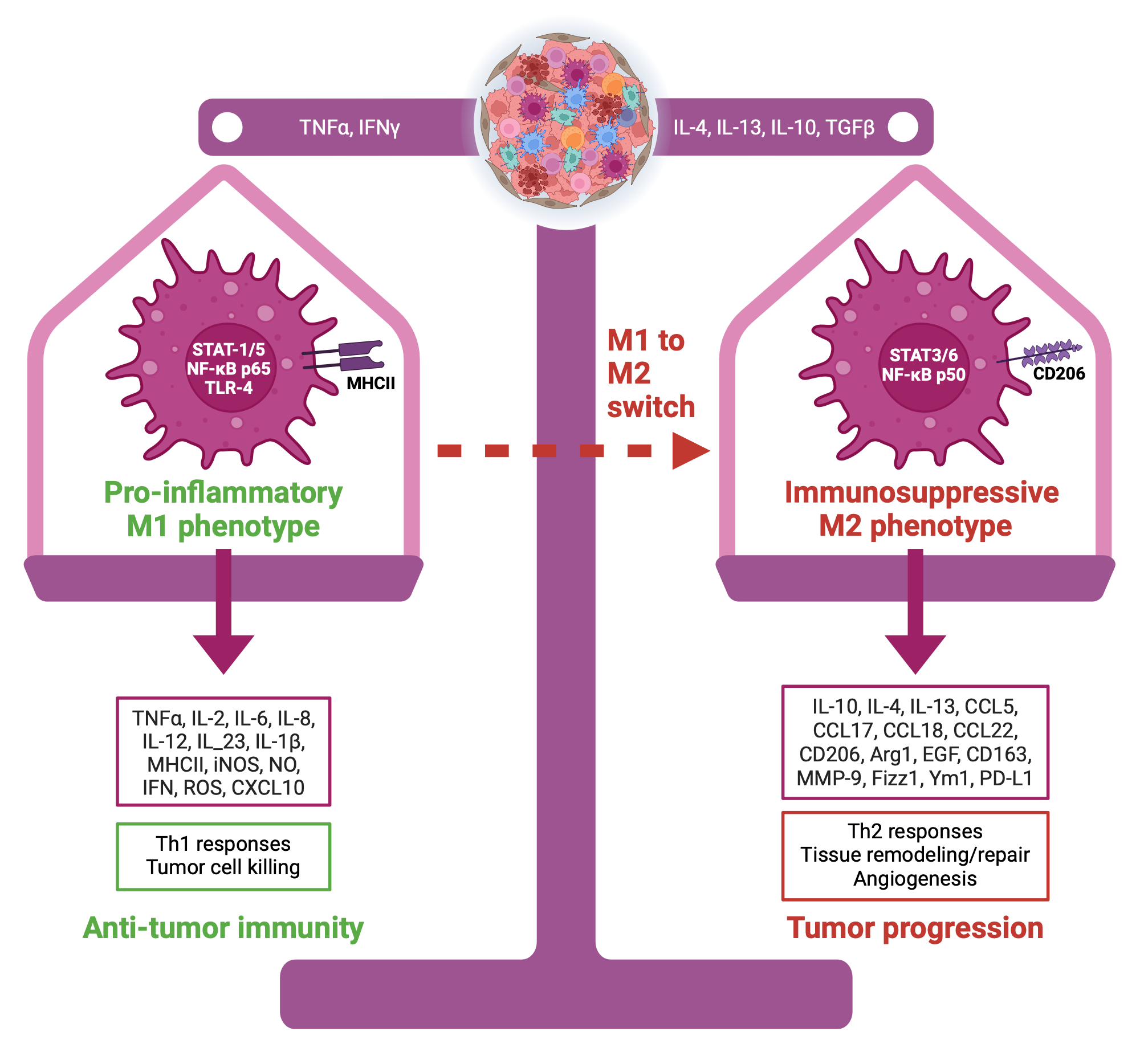 M1 Vs M2 Macrophages BioRender Science Templates