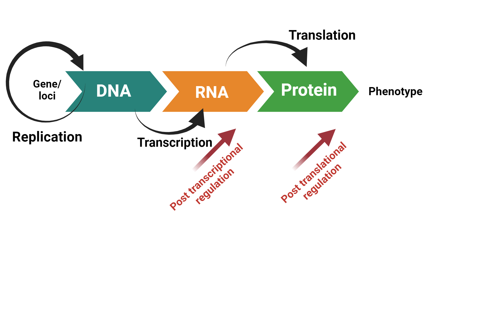 central dogma | BioRender Science Templates