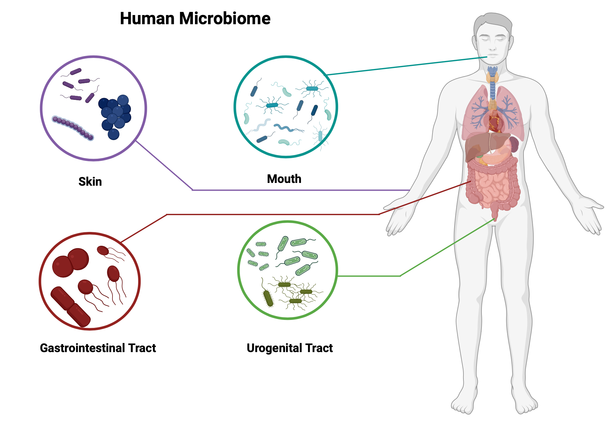 Human Microbiome | BioRender Science Templates