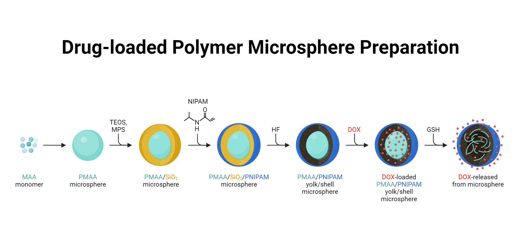 Drug Loaded Polymer Microsphere Preparation Biorender Science Templates