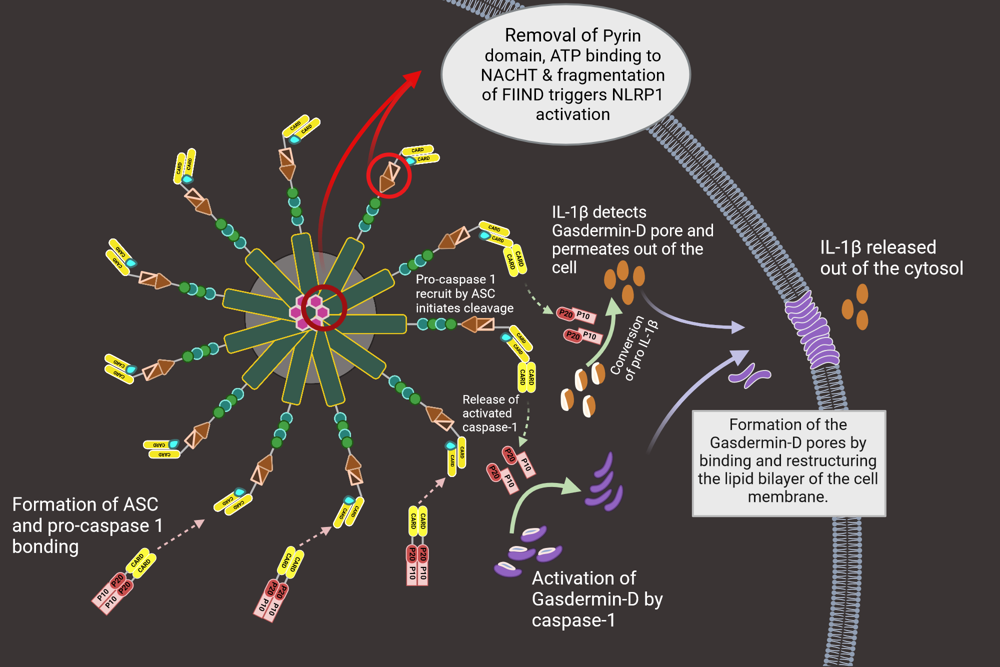 NLRP1 Inflammasome | BioRender Science Templates