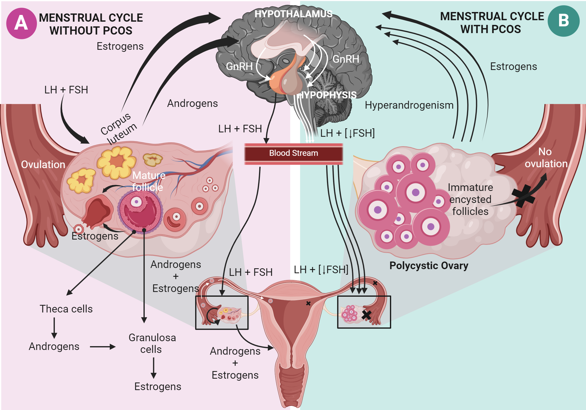 Hypothalamic-pituitary-ovarian axis behaviour in people with PCOS ... Hypothalamic-pituitary-ovarian axis behaviour in people with PCOS ...