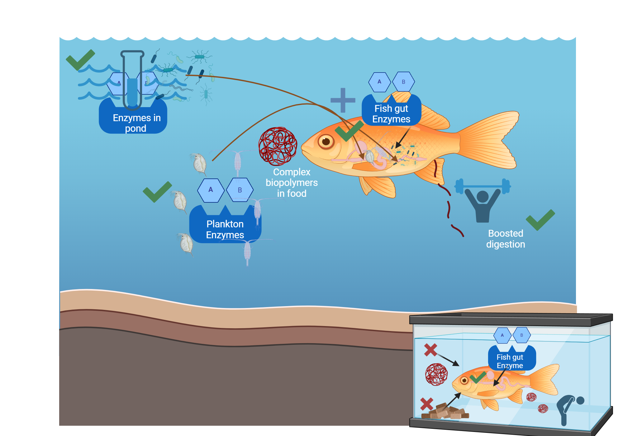 Synergistic digestibility effect | BioRender Science Templates