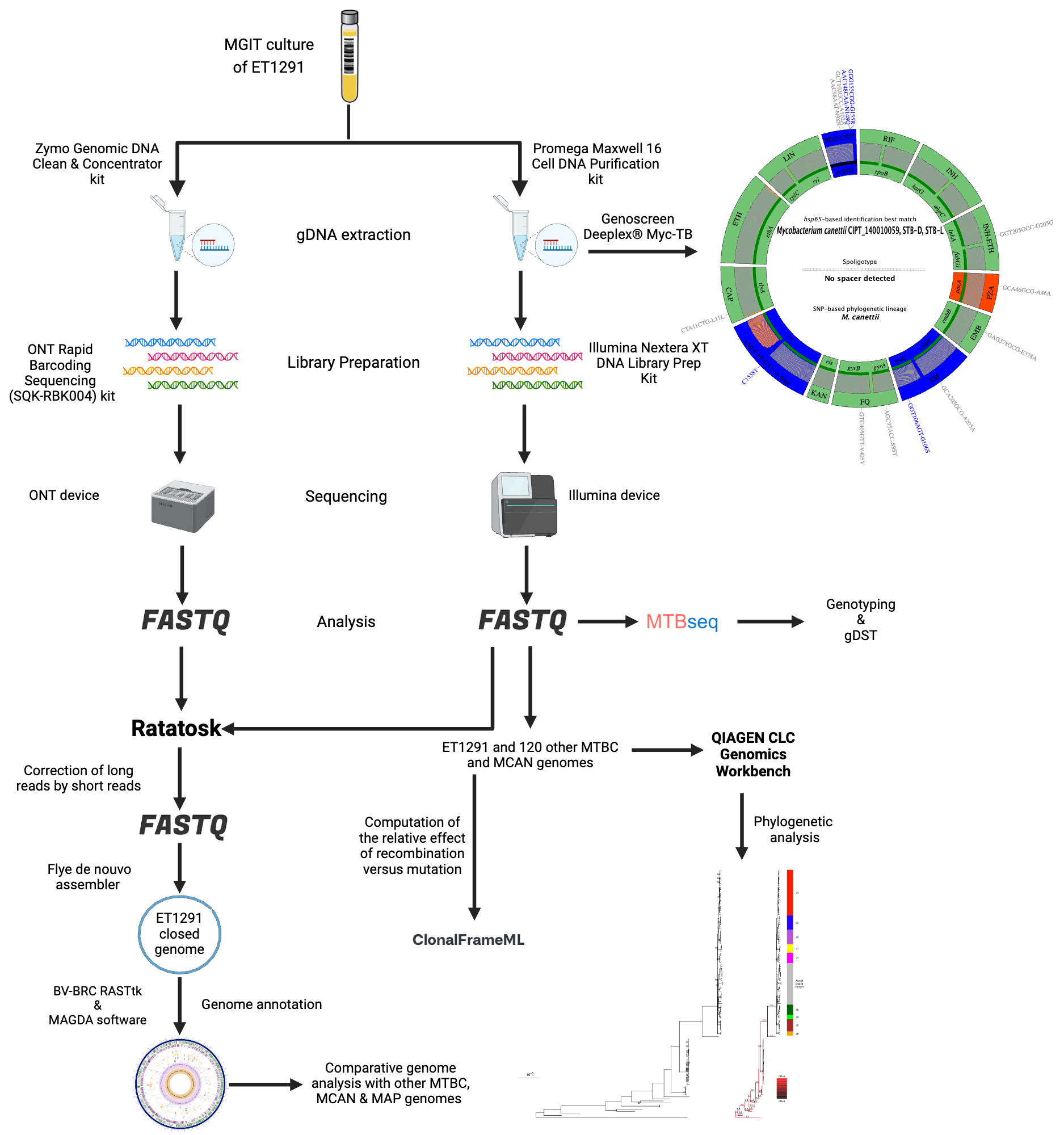 The hybrid strategy combining Illumina and Oxford Nanopore sequencing ...