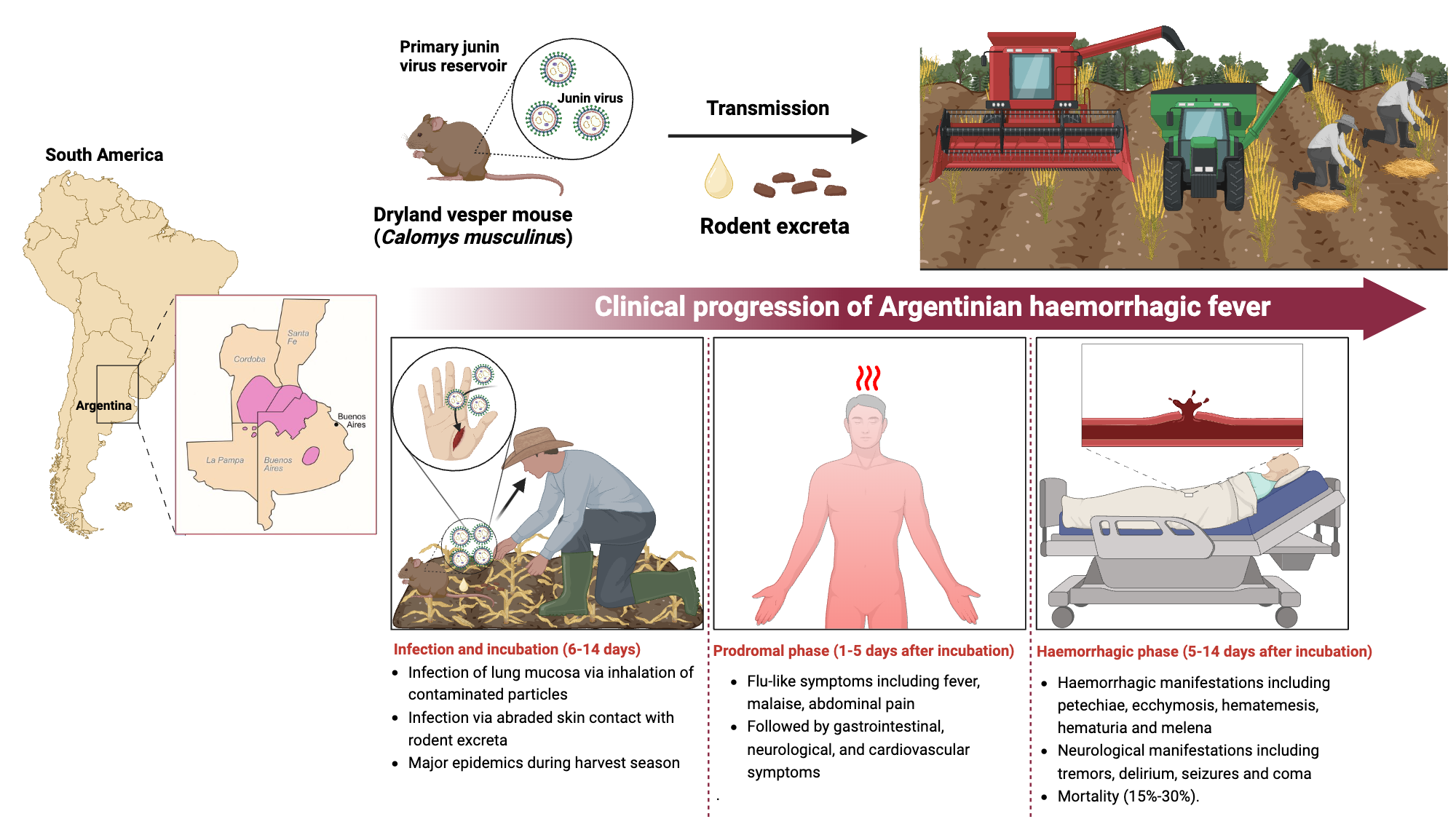 Junín virus transmission and disease | BioRender Science Templates