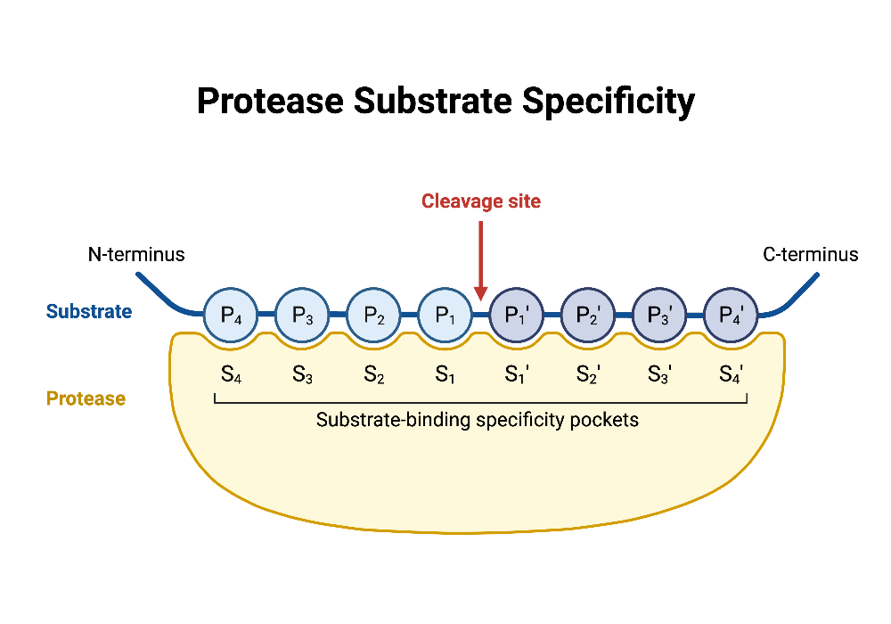 Protease Substrate Specificity | BioRender Science Templates