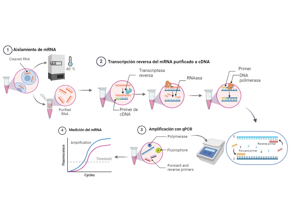 RT qPCR | BioRender Science Templates
