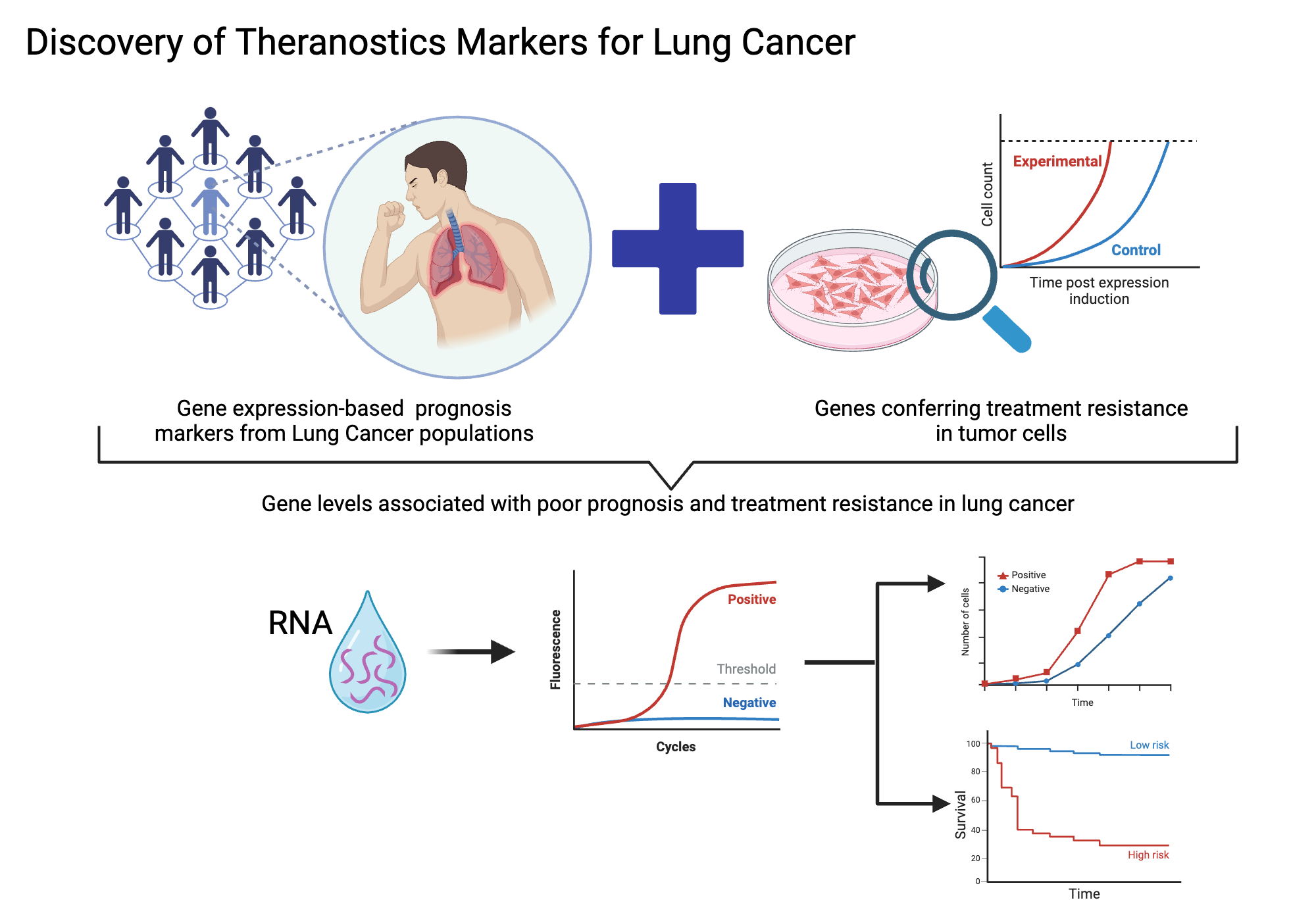Discovery of Theranostics Markers for Lung Cancer | BioRender Science ...