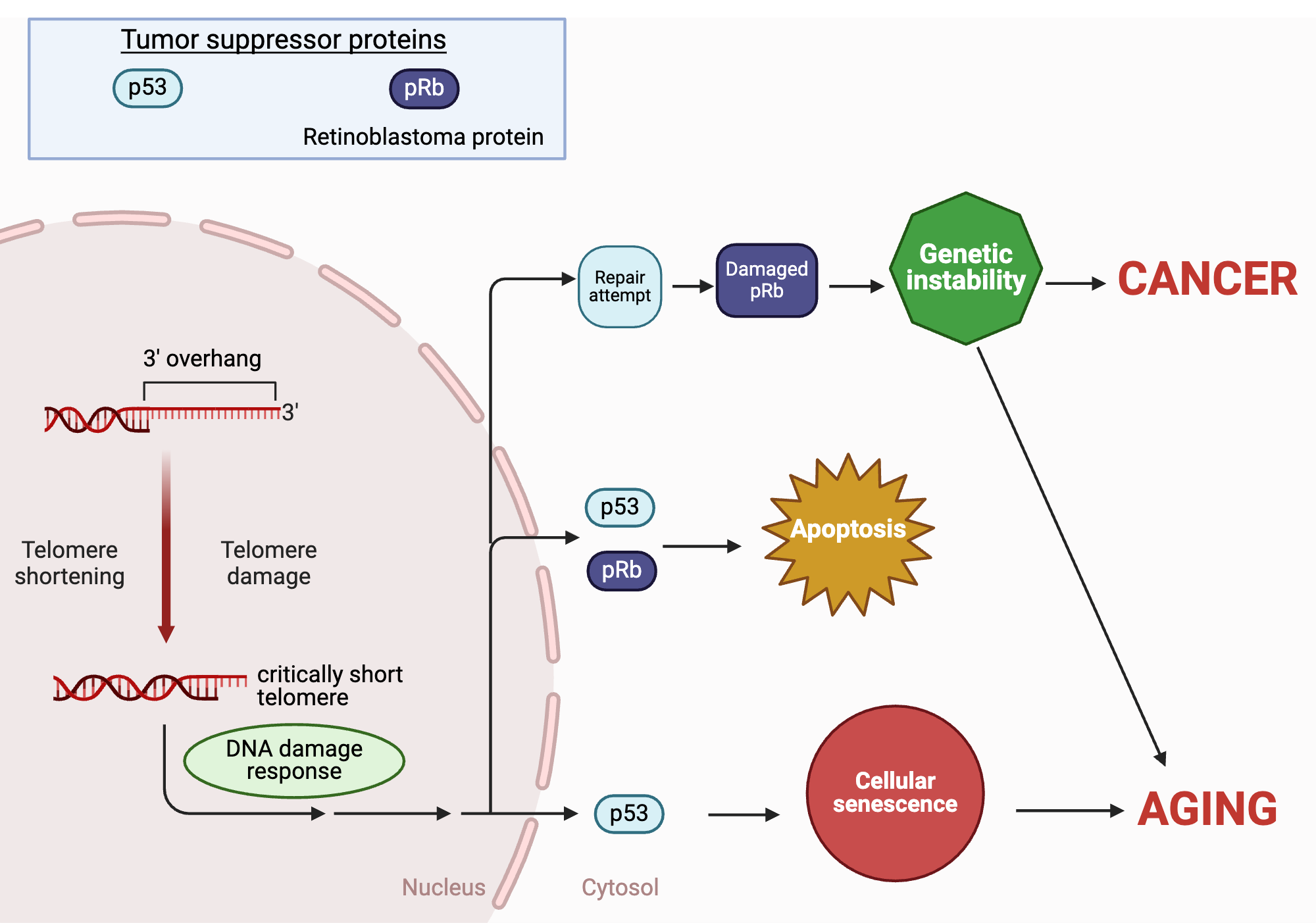 Telomere length: Hallmark of a cancer and aging | BioRender Science ...