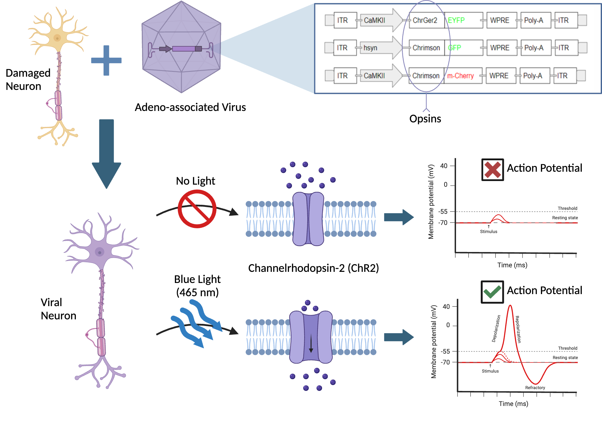 Optogenetics | BioRender Science Templates