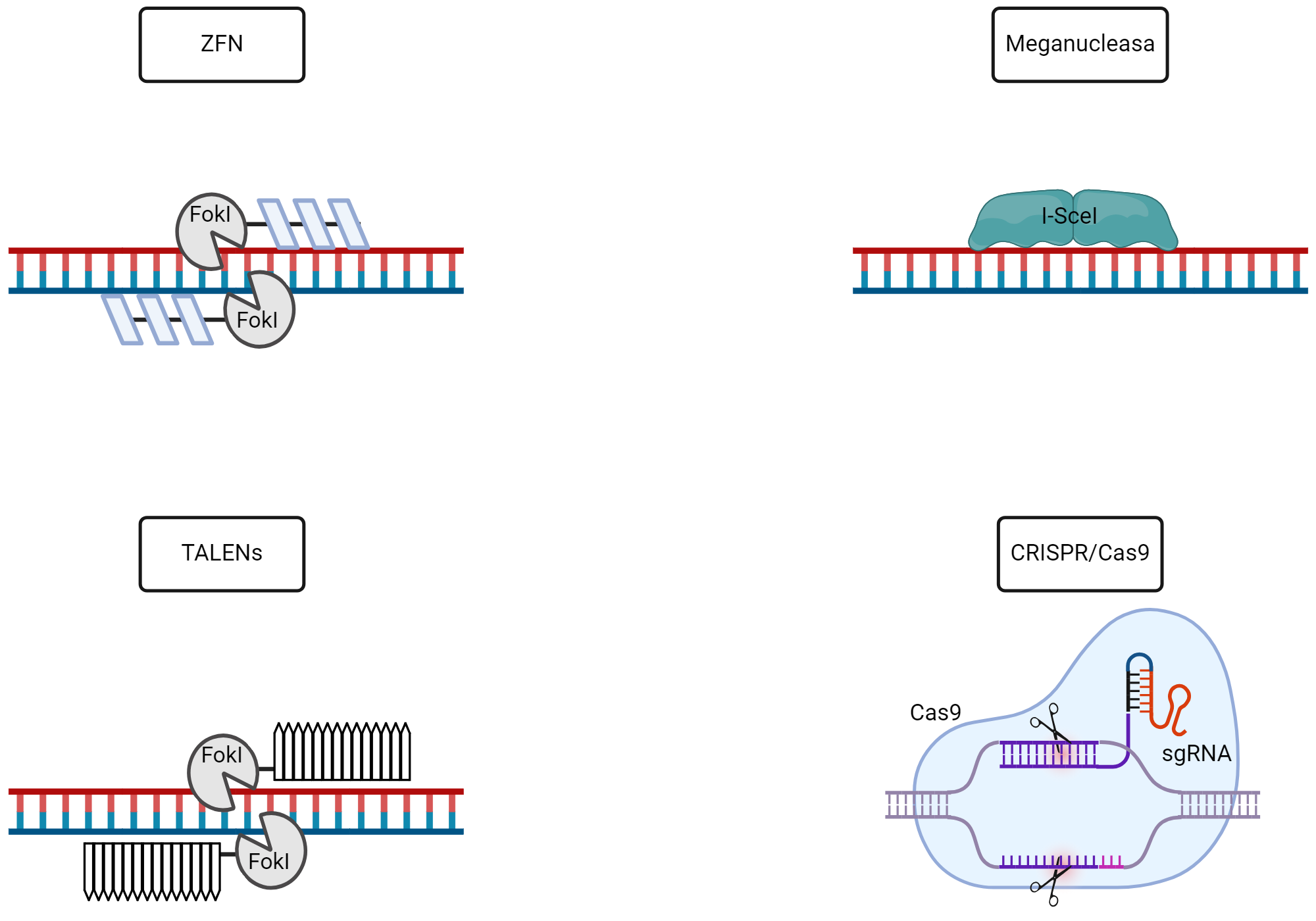 Nucleases for gene editing | BioRender Science Templates