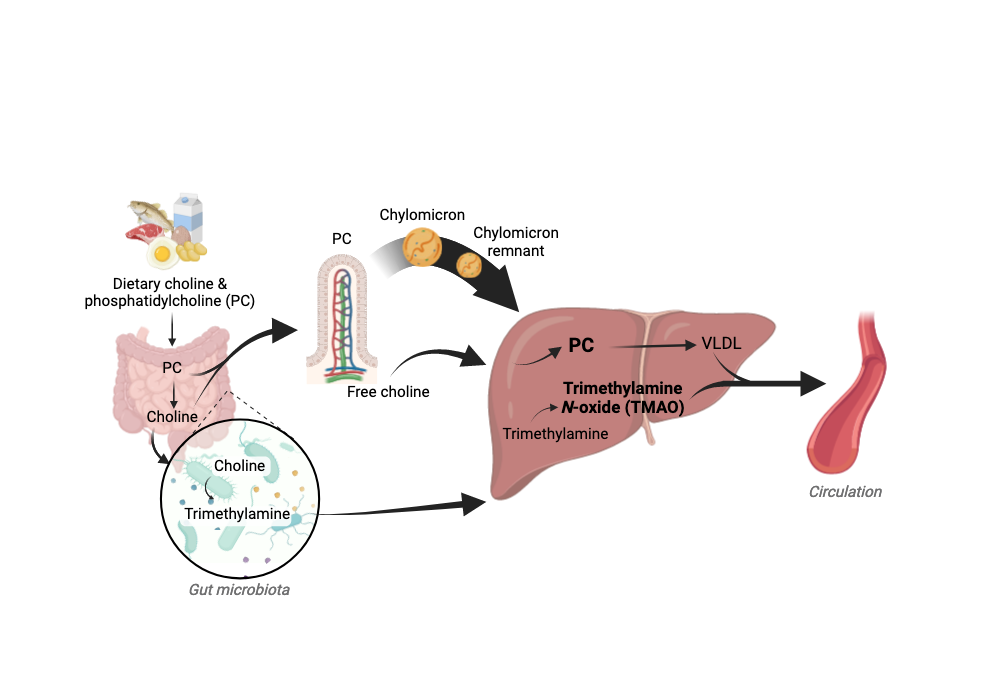 Simplified choline absorption process | BioRender Science Templates