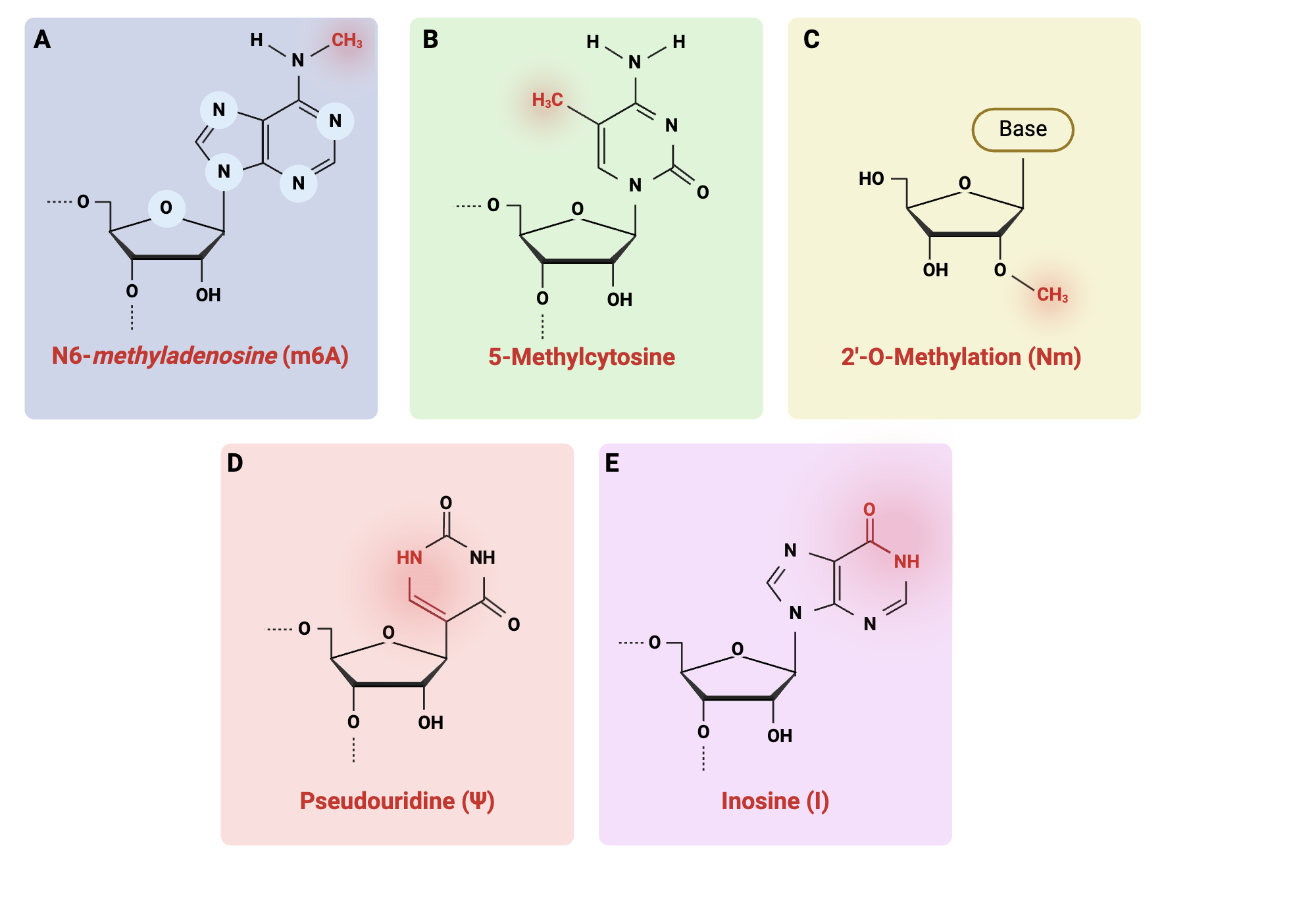 Molecular structure of commonly occurnig nucleosides due to ...