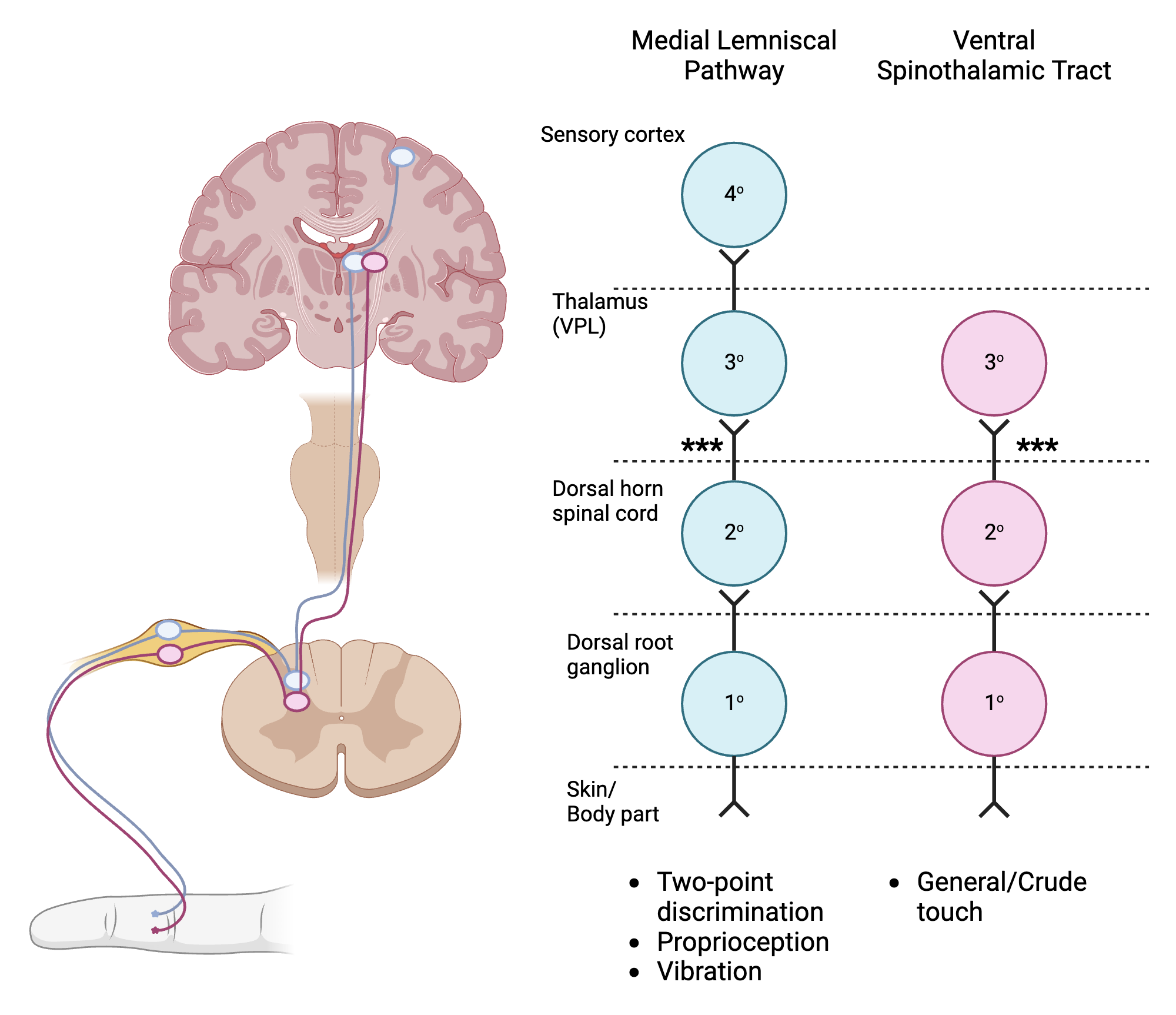 Schematic of the Medial Lemniscal and Ventral Spinothalamic Tracts ...
