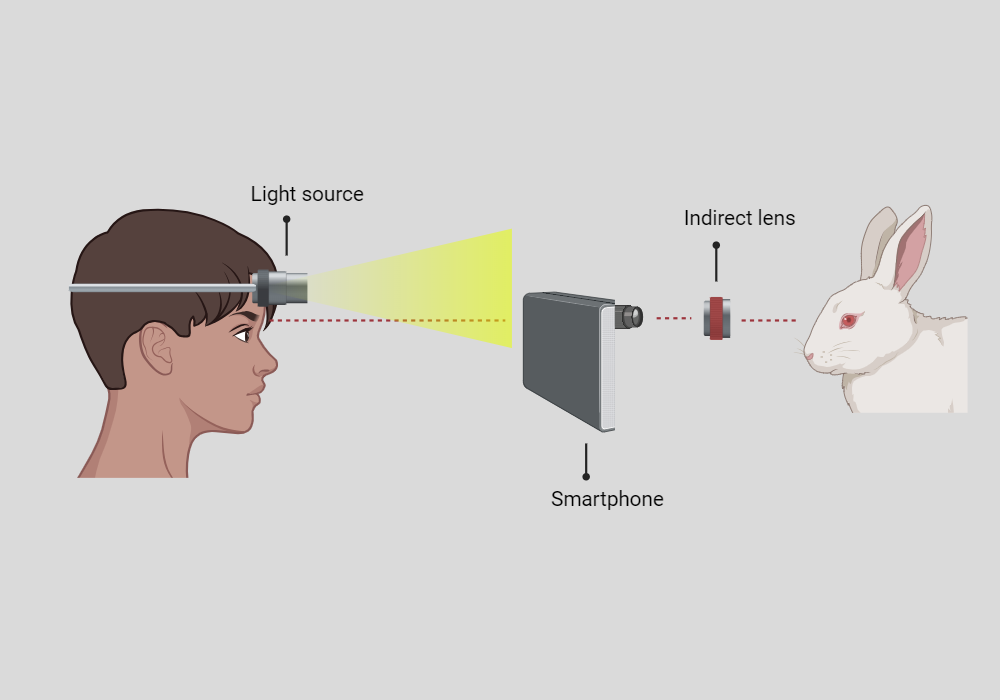 Smartphone fundus photography in lab animal | BioRender Science Templates